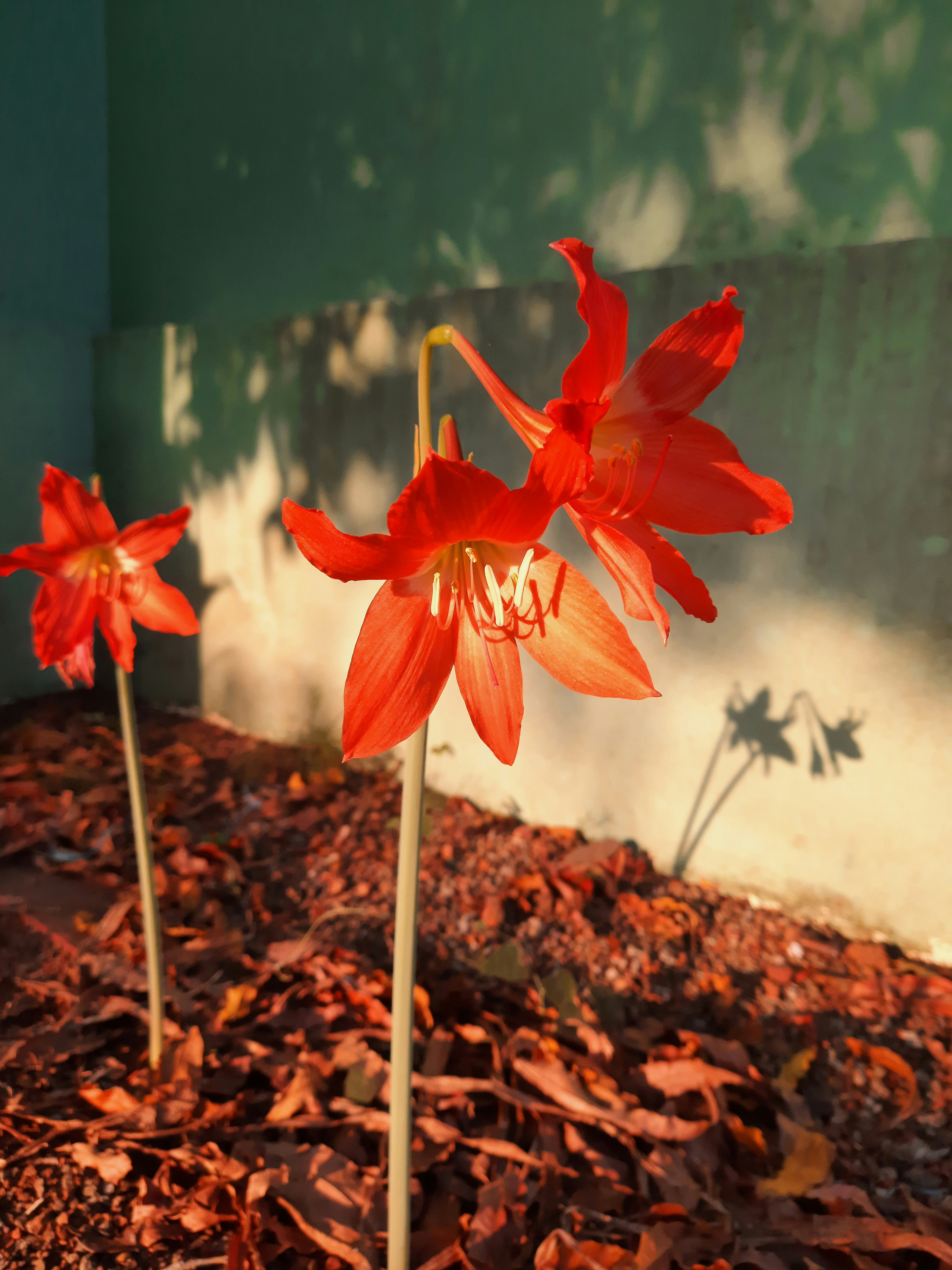 Crimson blooms in warm shadow: a garden vignette