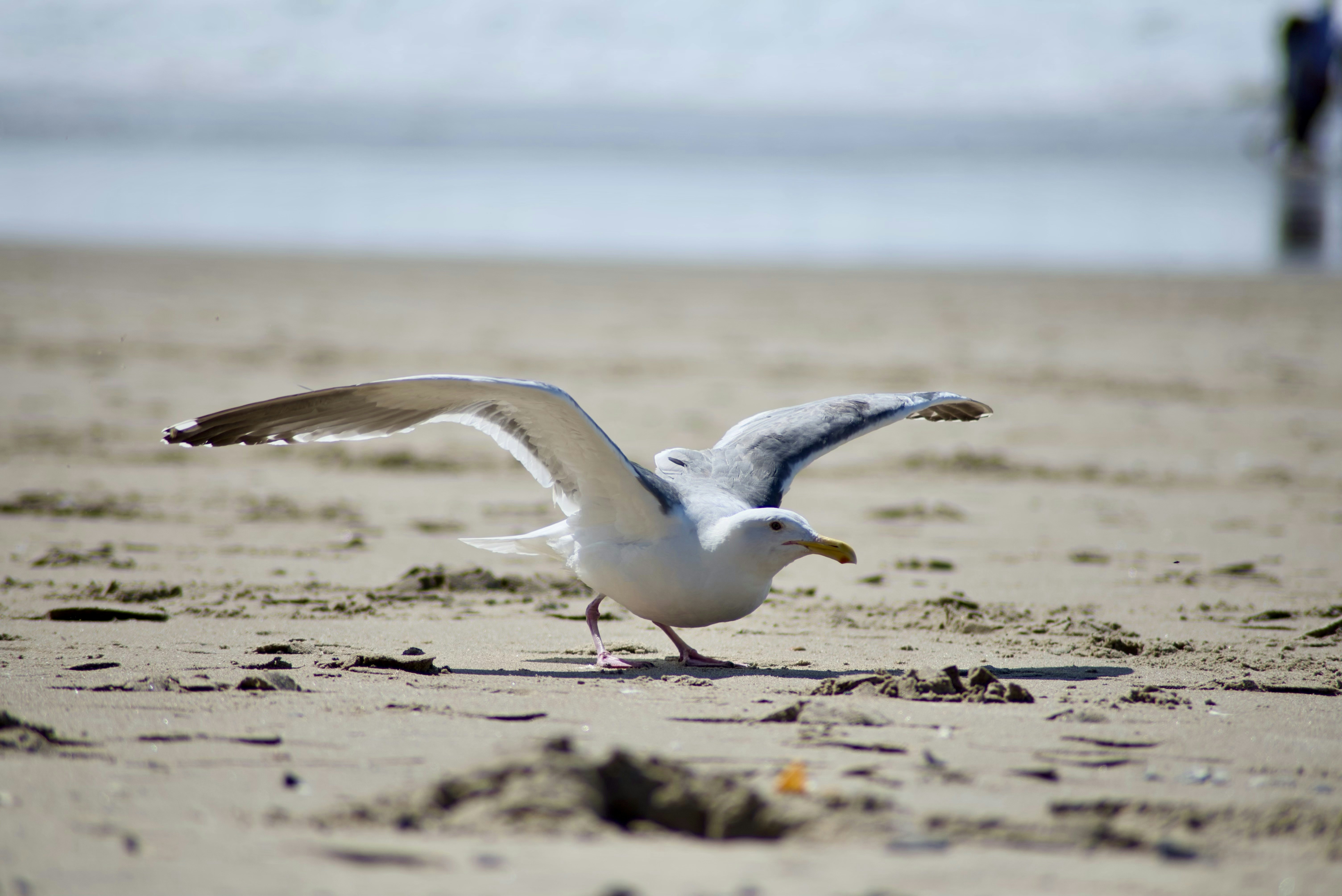 A seagull about to take flight off the beach.