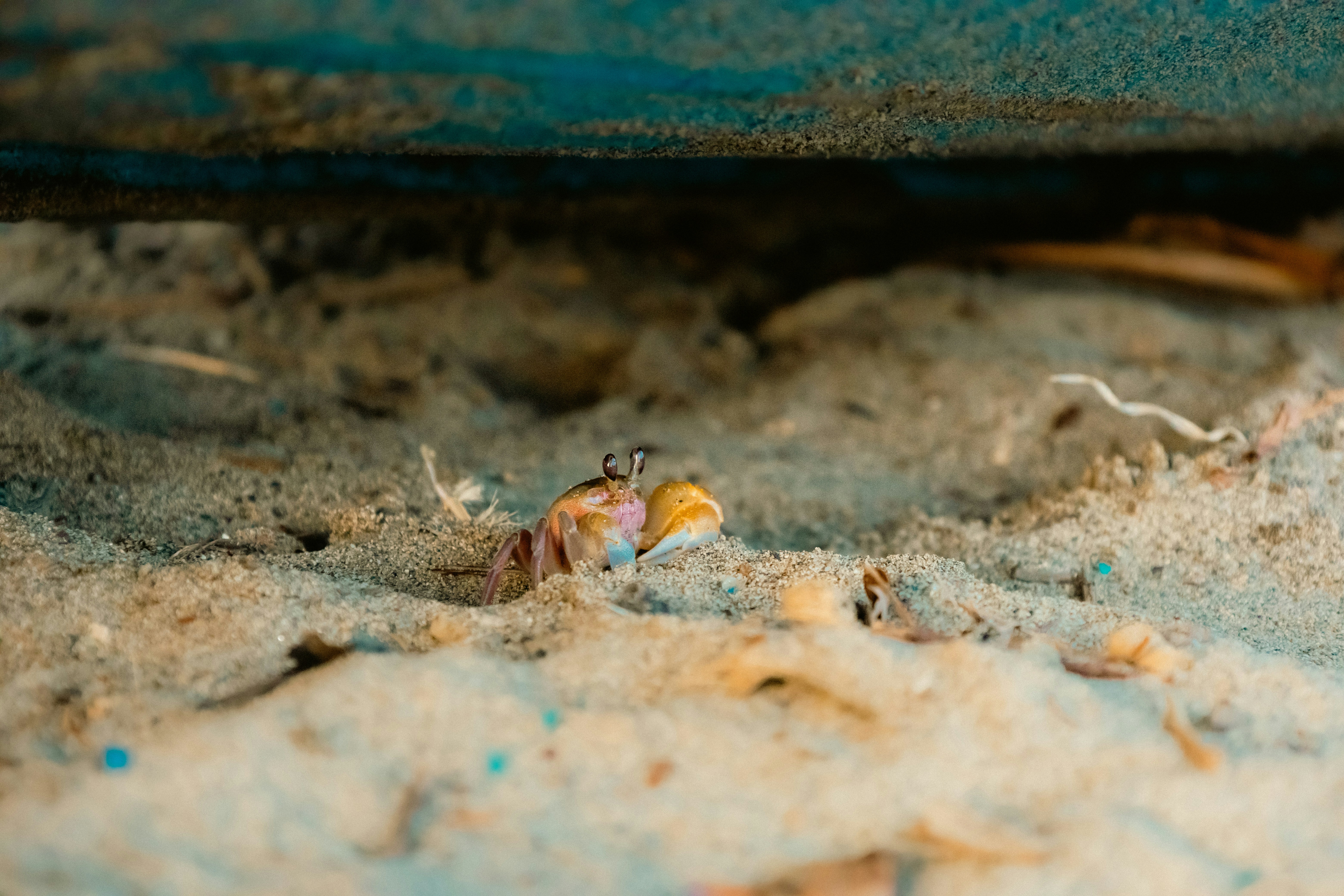 Sandbound: a lone crab peering from the sun-warmed shore