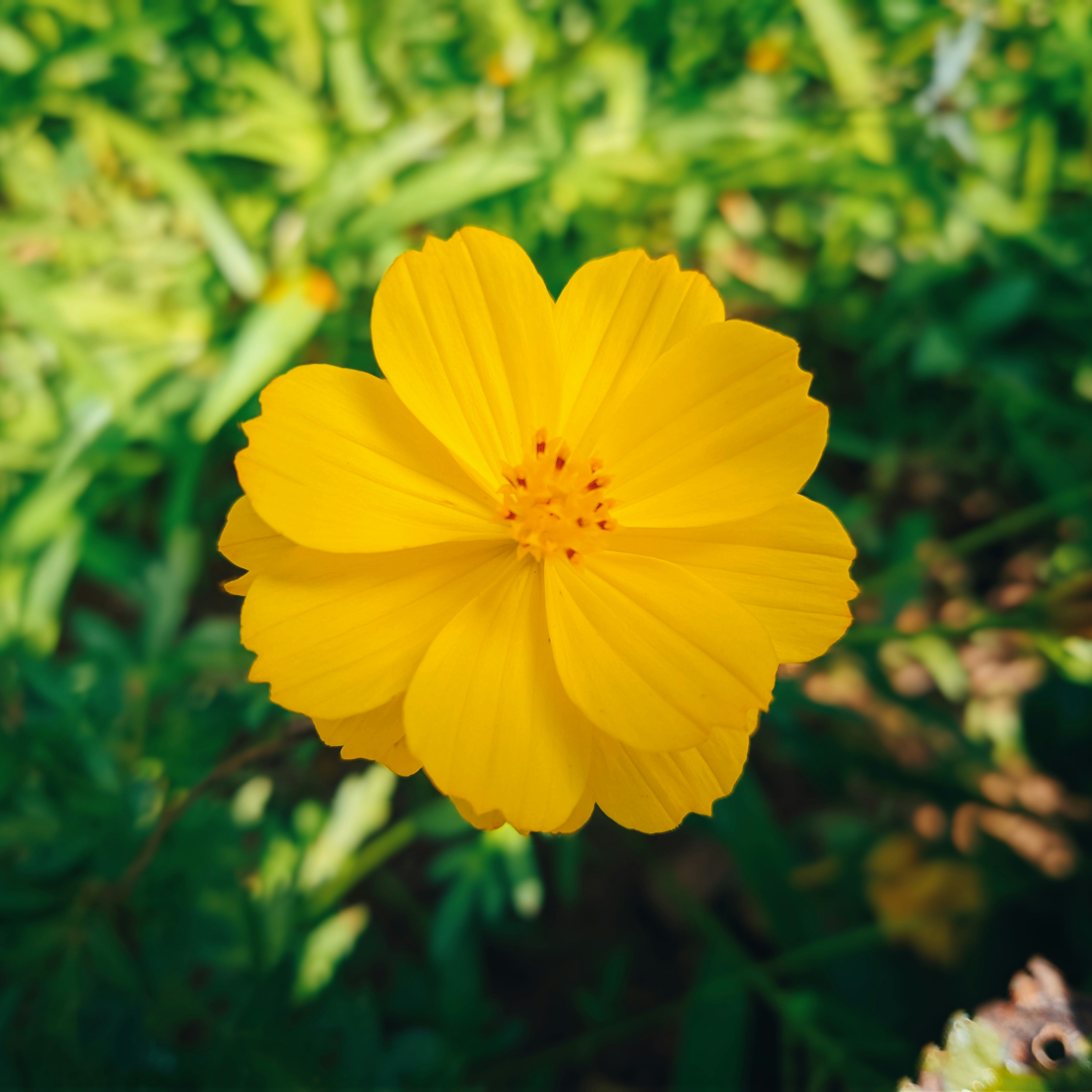 500+ Yellow Flower Pictures [HQ] | Download Free Images & Stock Photos ...