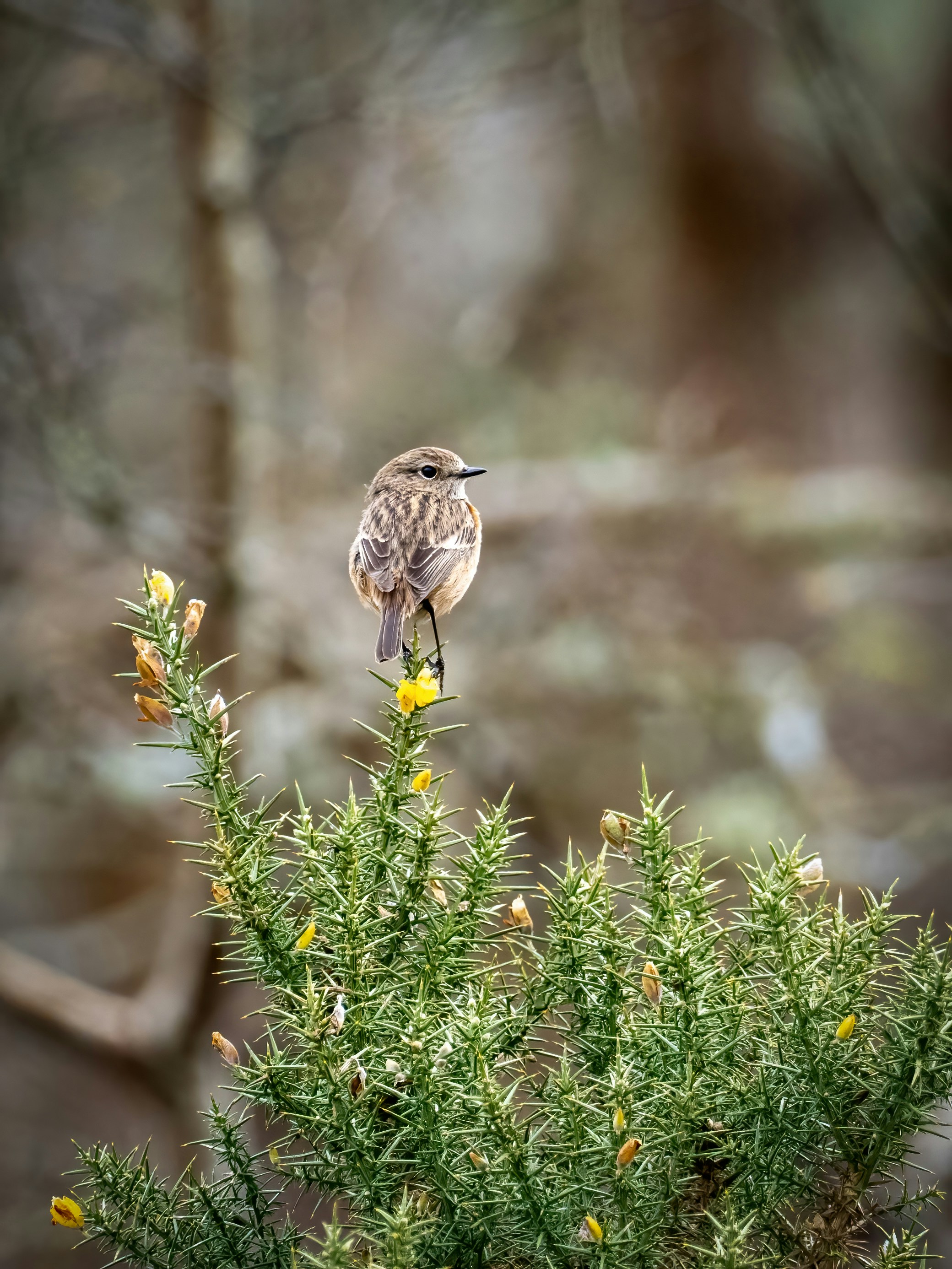 Gorse Bloom Perch: Tiny Warbler Commands a Quiet Woodland Moment