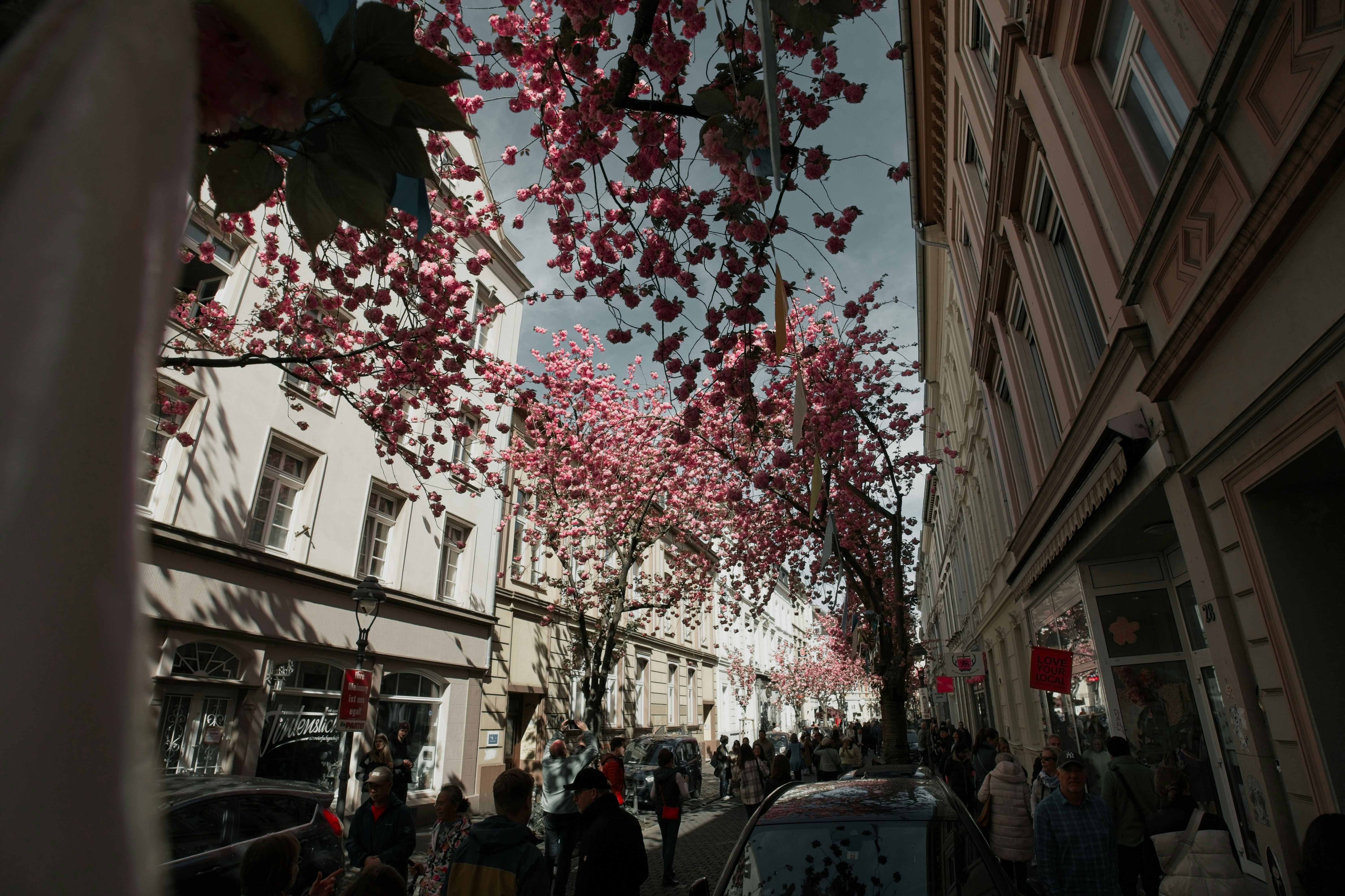 Pink Canopy Over a City Street: A Moment Under Blossoms