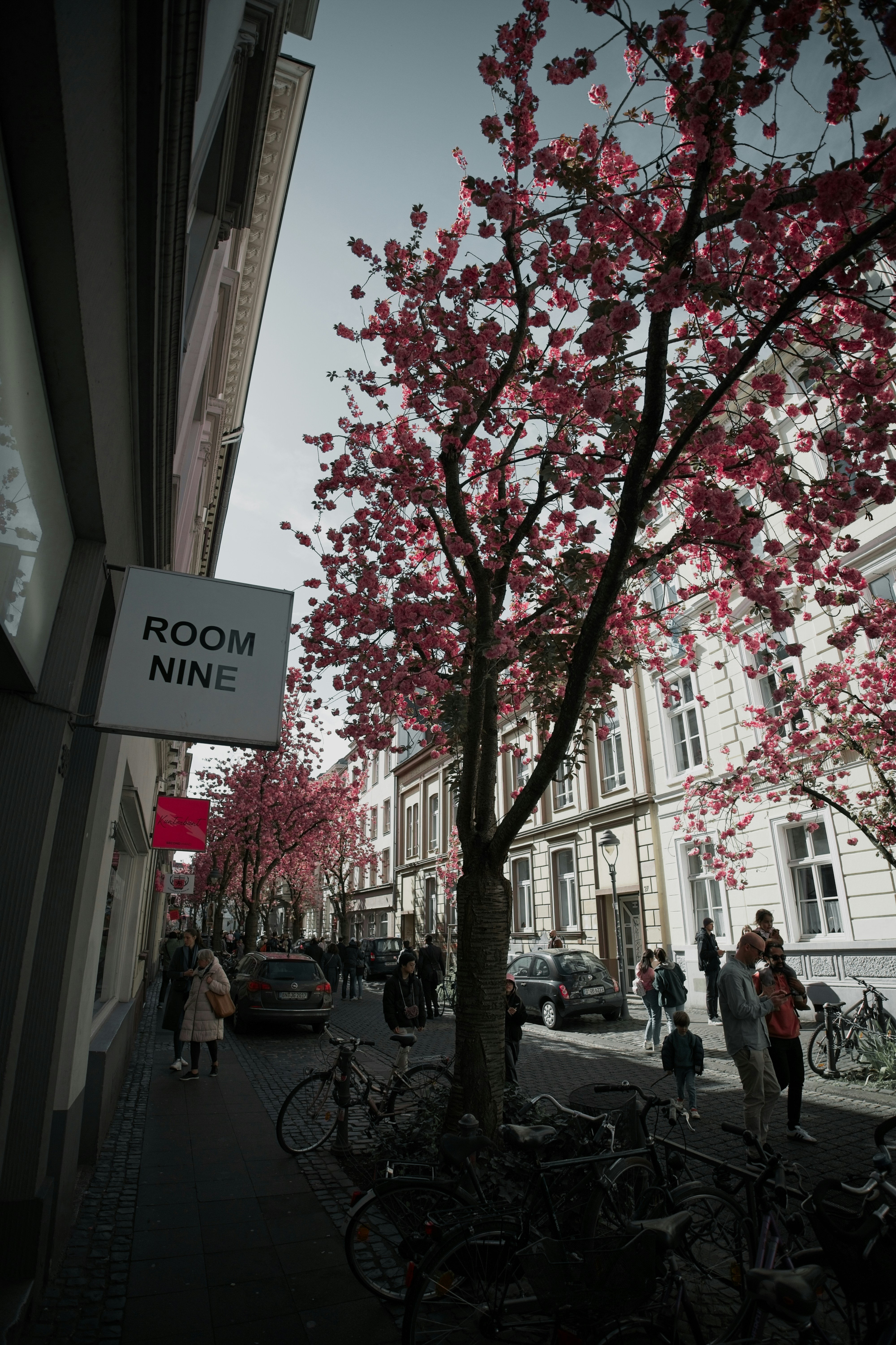 Petaled Avenue: A Pink-Flowered Tree Framing a Quiet City Street