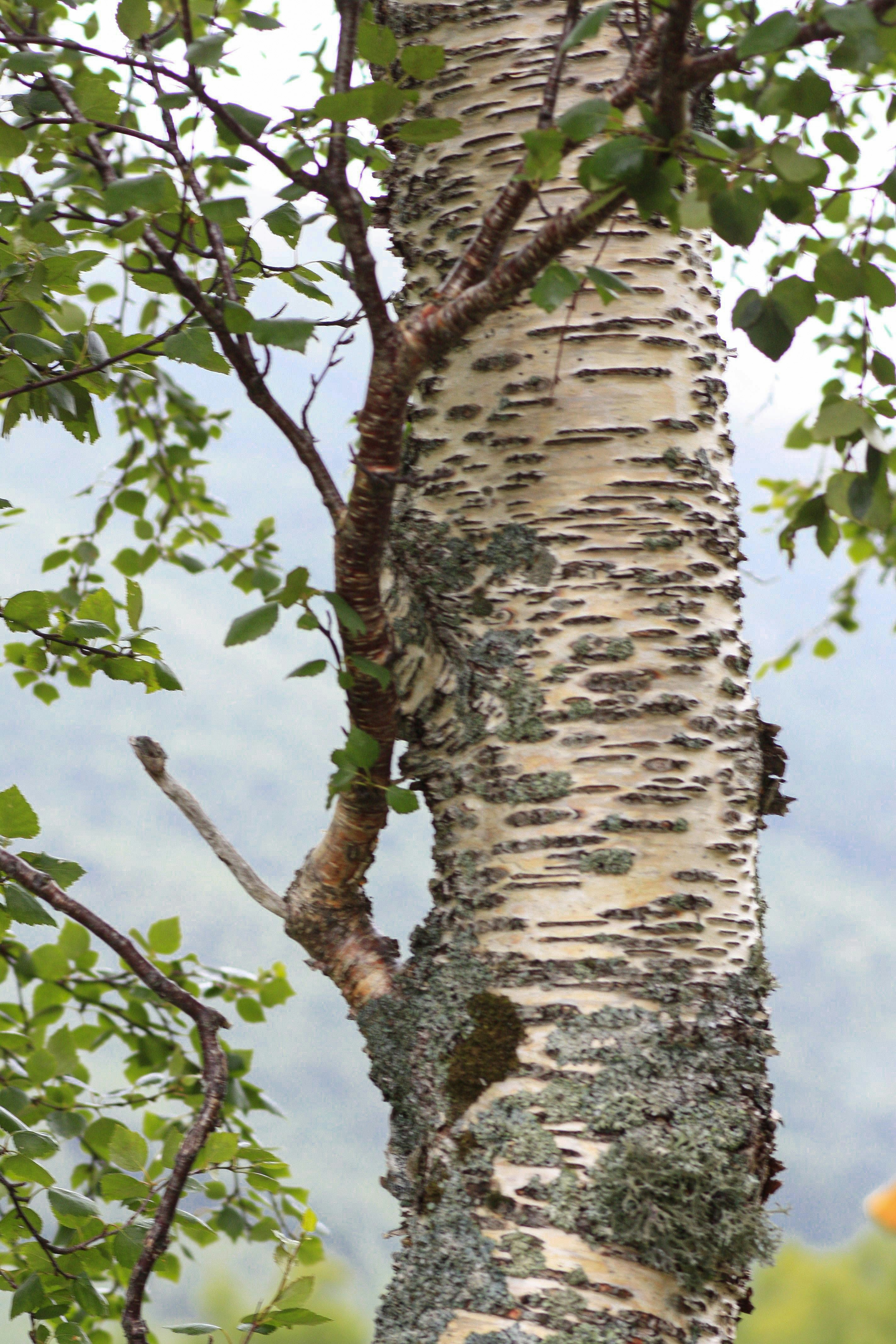 Lichen-Laced Birch: Textured Trunk in Quiet Forest Light