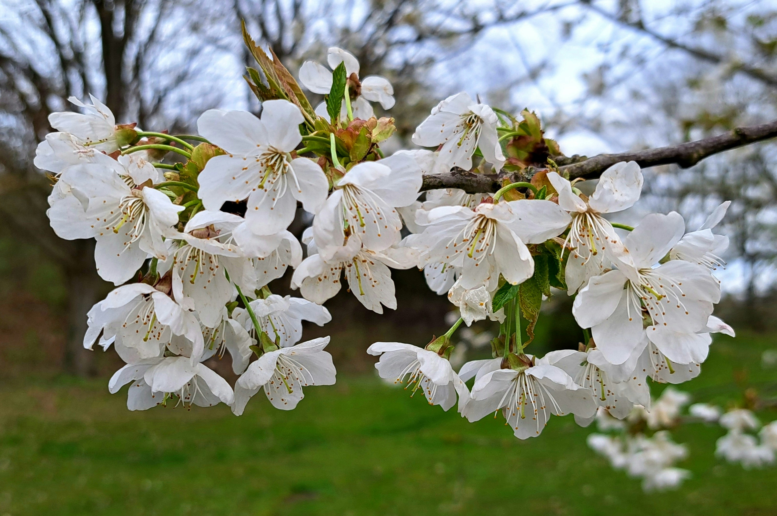 Cherry Blossom Cluster in Soft Focus: A Quiet Spring Moment