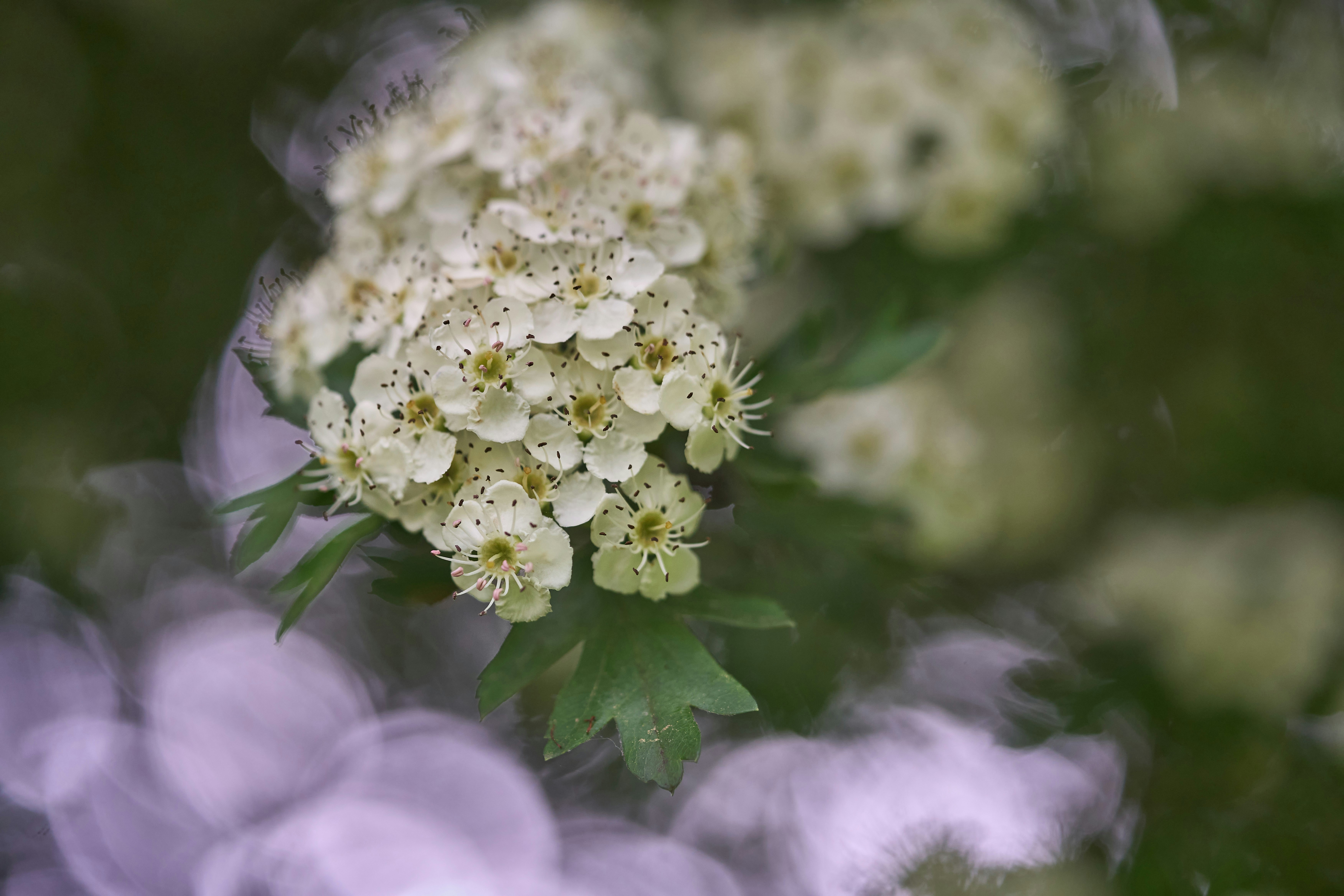 Petal Cluster in Velvet Bokeh: A Macro Portrait of White Blossoms
