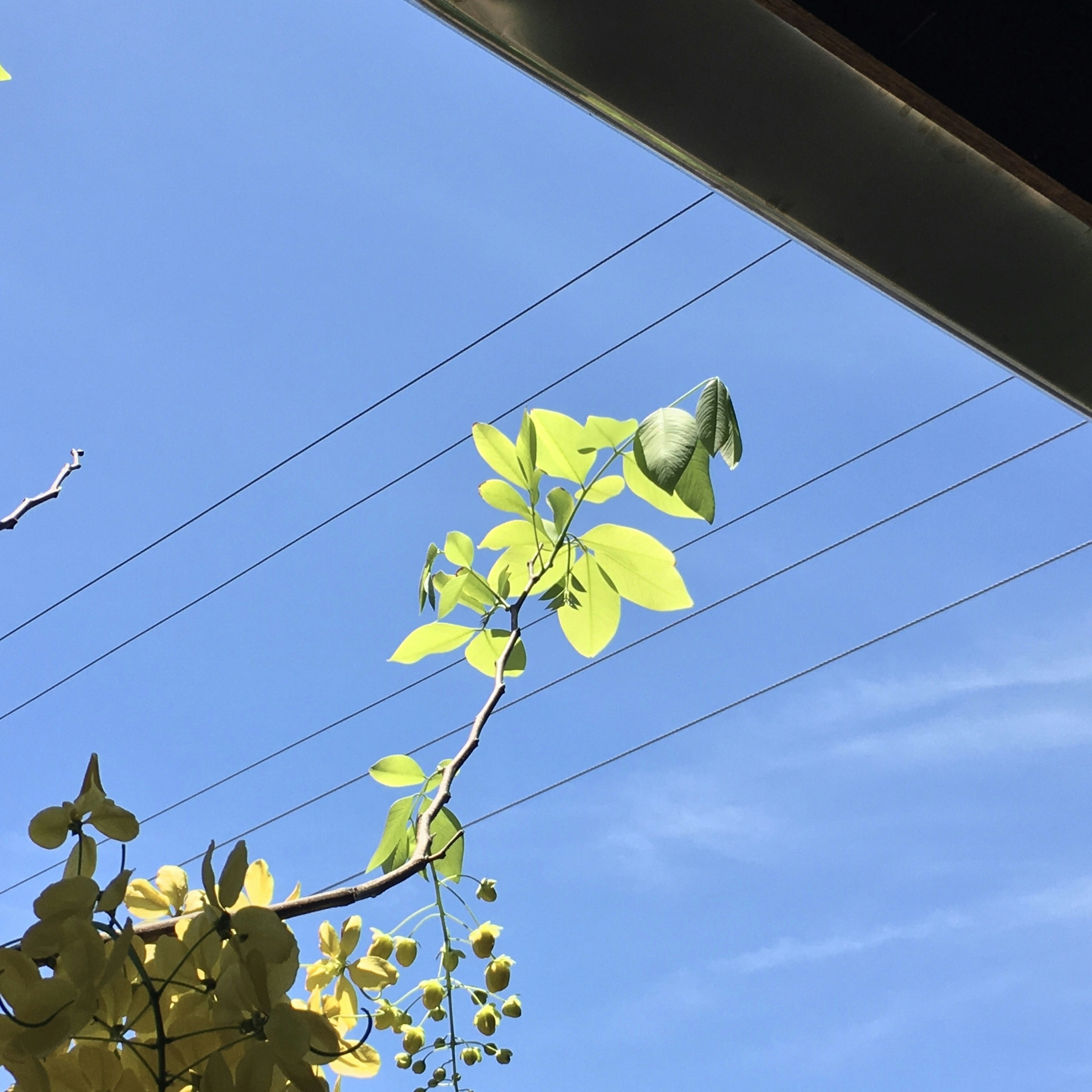 Emergent Green Foliage Against a Blue, Cable-Crisscrossed Sky