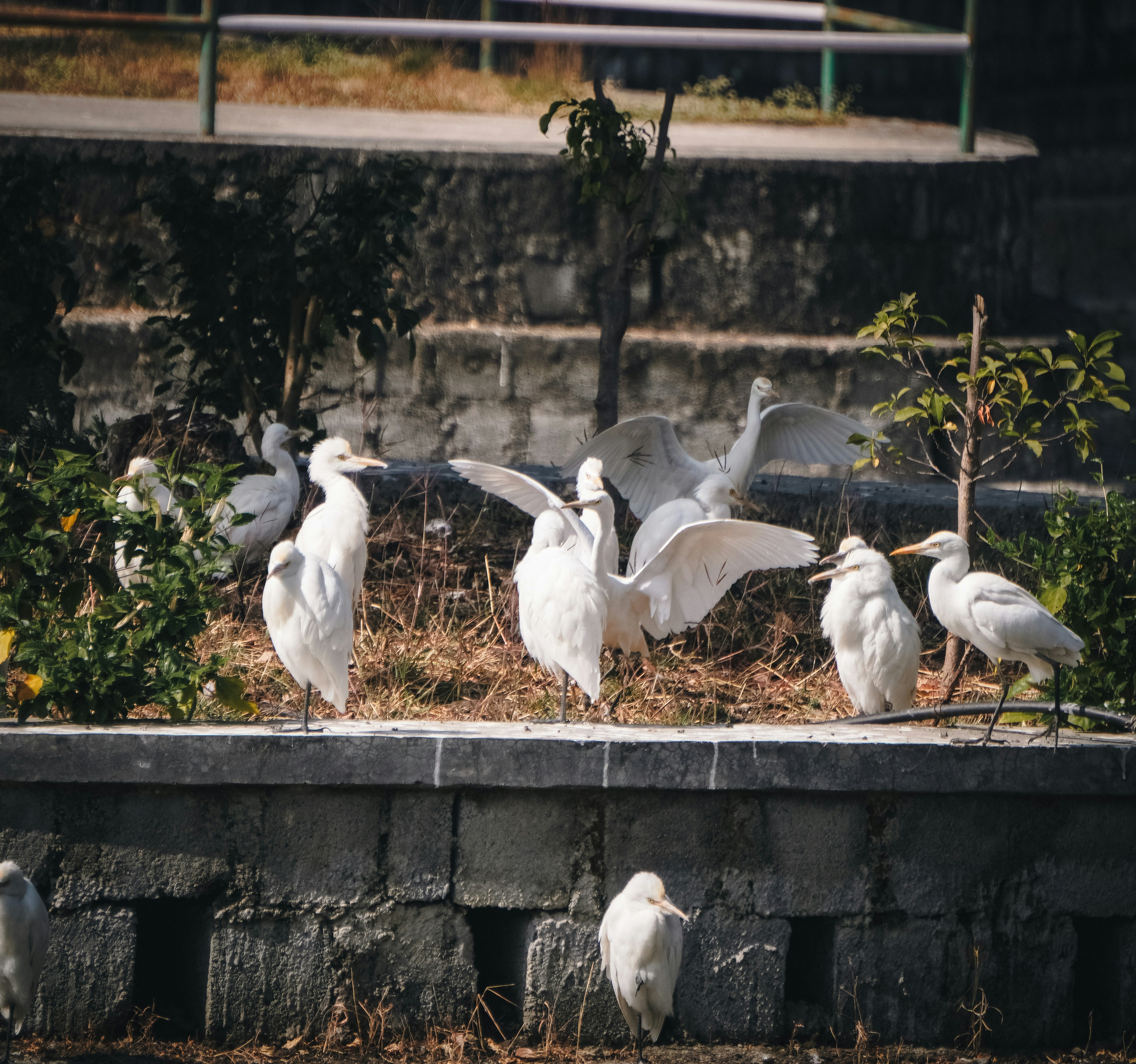 Sentry of the Dried Bed: A Flock in Quiet Perch