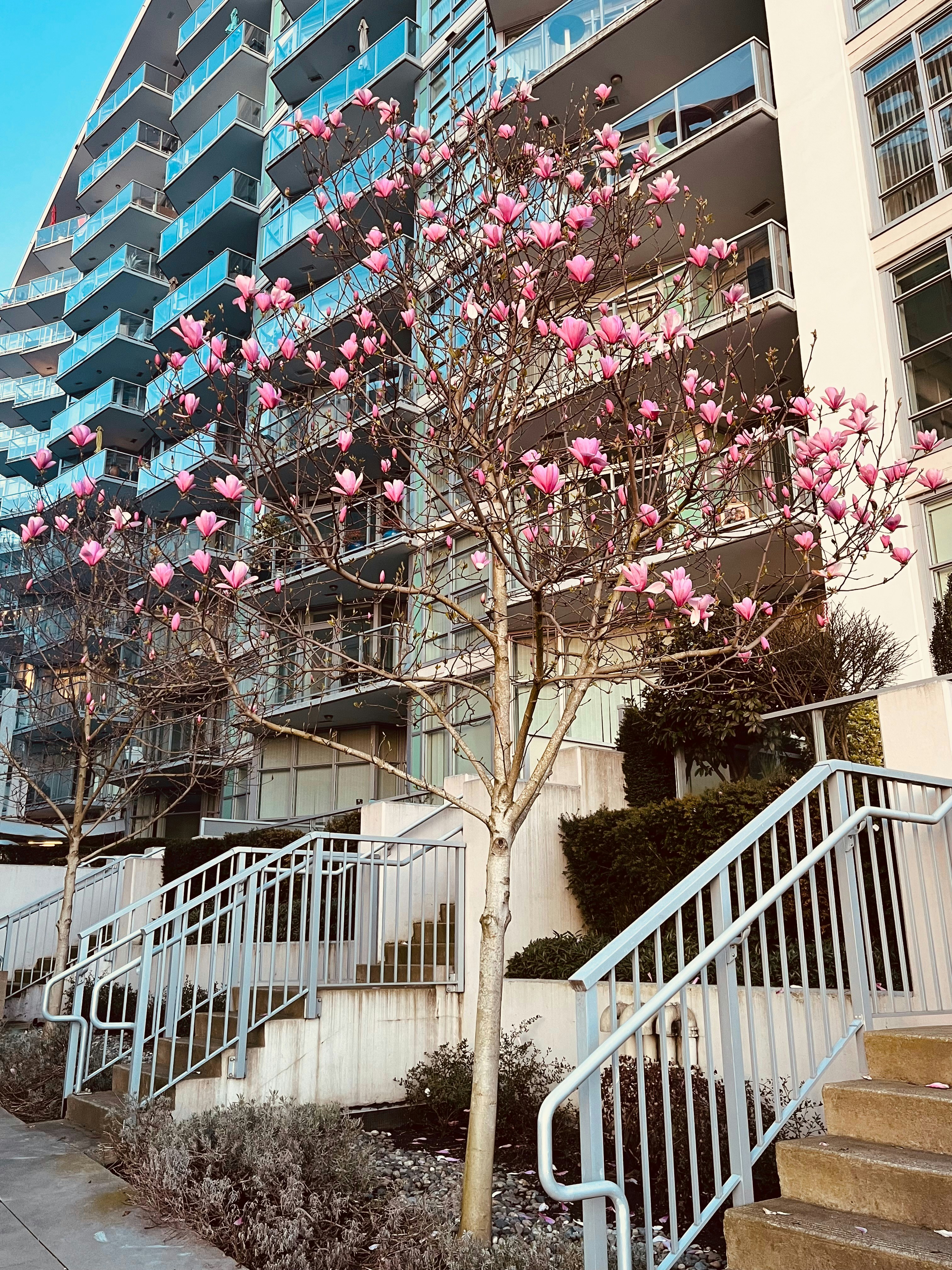 Urban Magnolia: Soft Pink Bloom Framing a Modern Complex