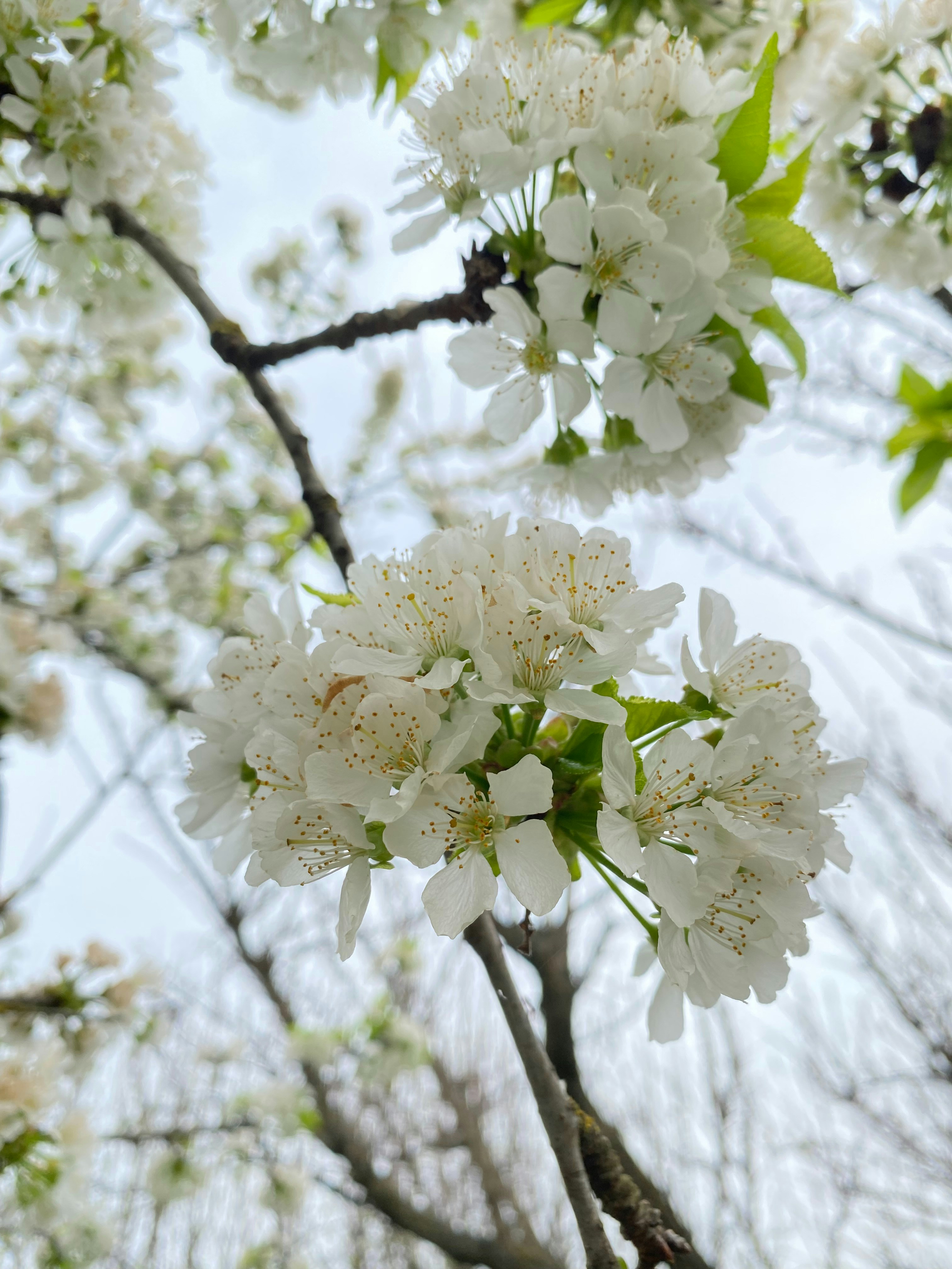 Petals in Focus: a close-up of white cherry blossoms against a pale spring sky