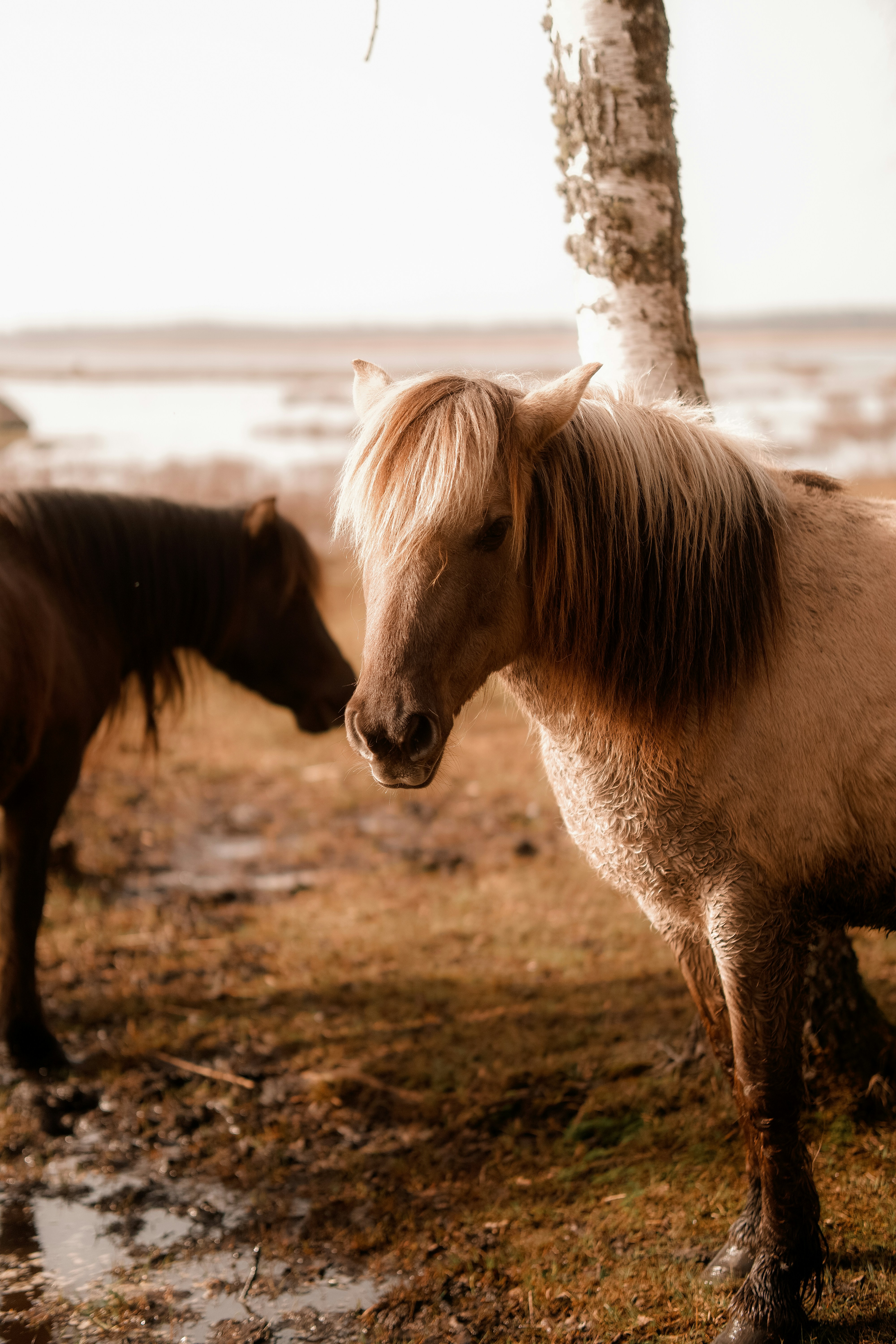 A couple of brown horses standing next to each other photo – Free ...