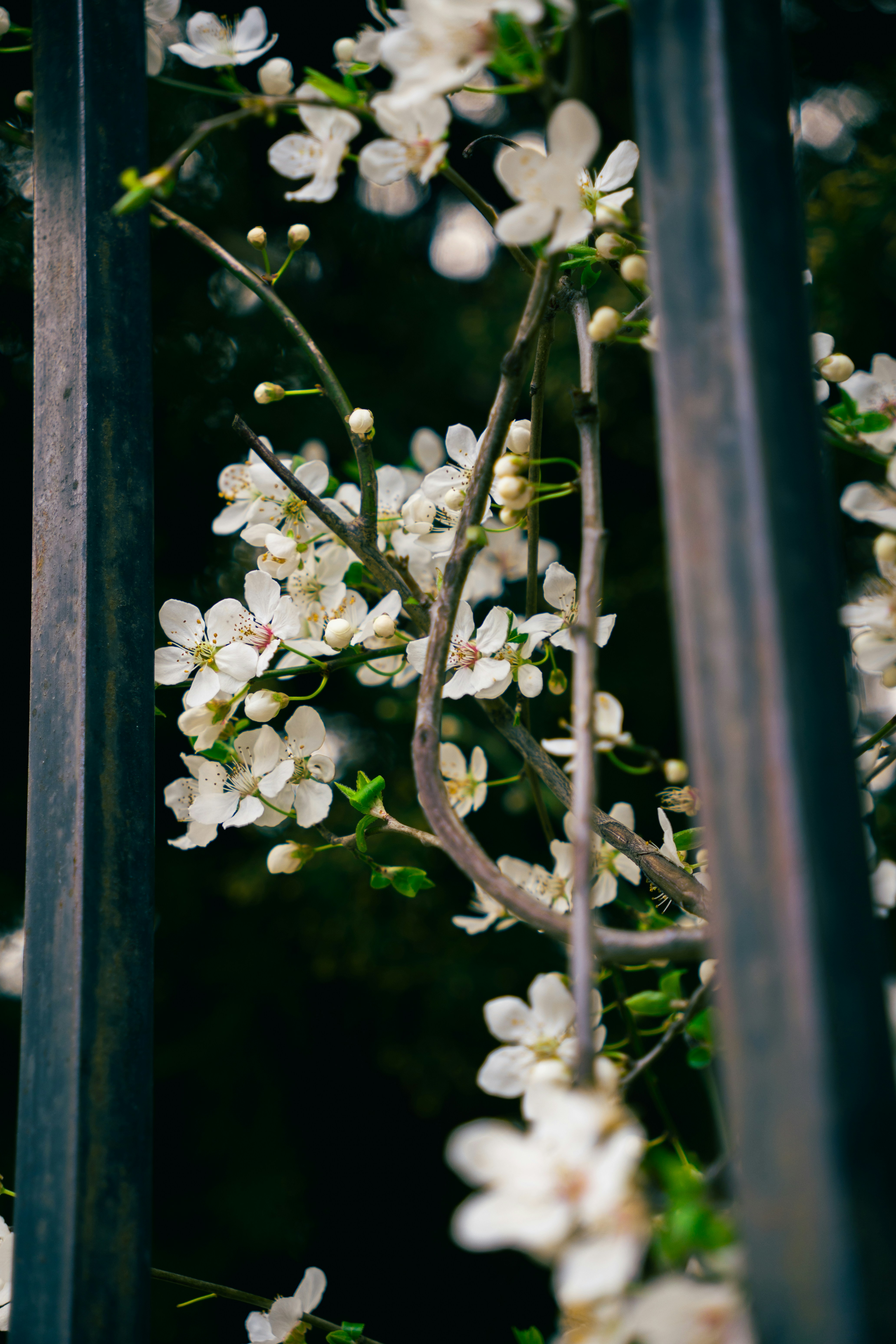 Petals Through the Rails: Quiet Spring Framed by Iron Bars