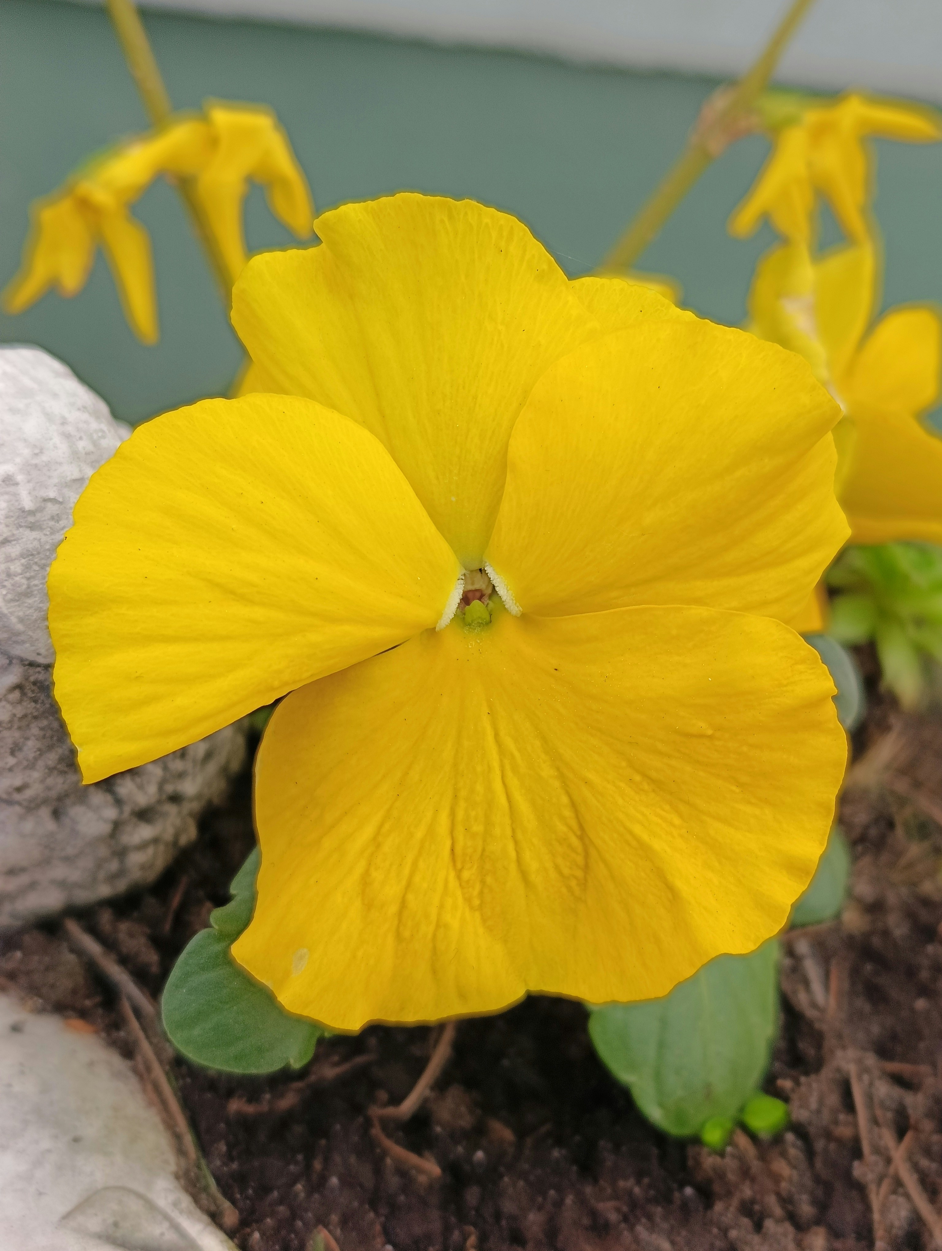 Close-up photograph of a vivid yellow poppy blooming in a garden bed with a softly blurred background and green leaves.