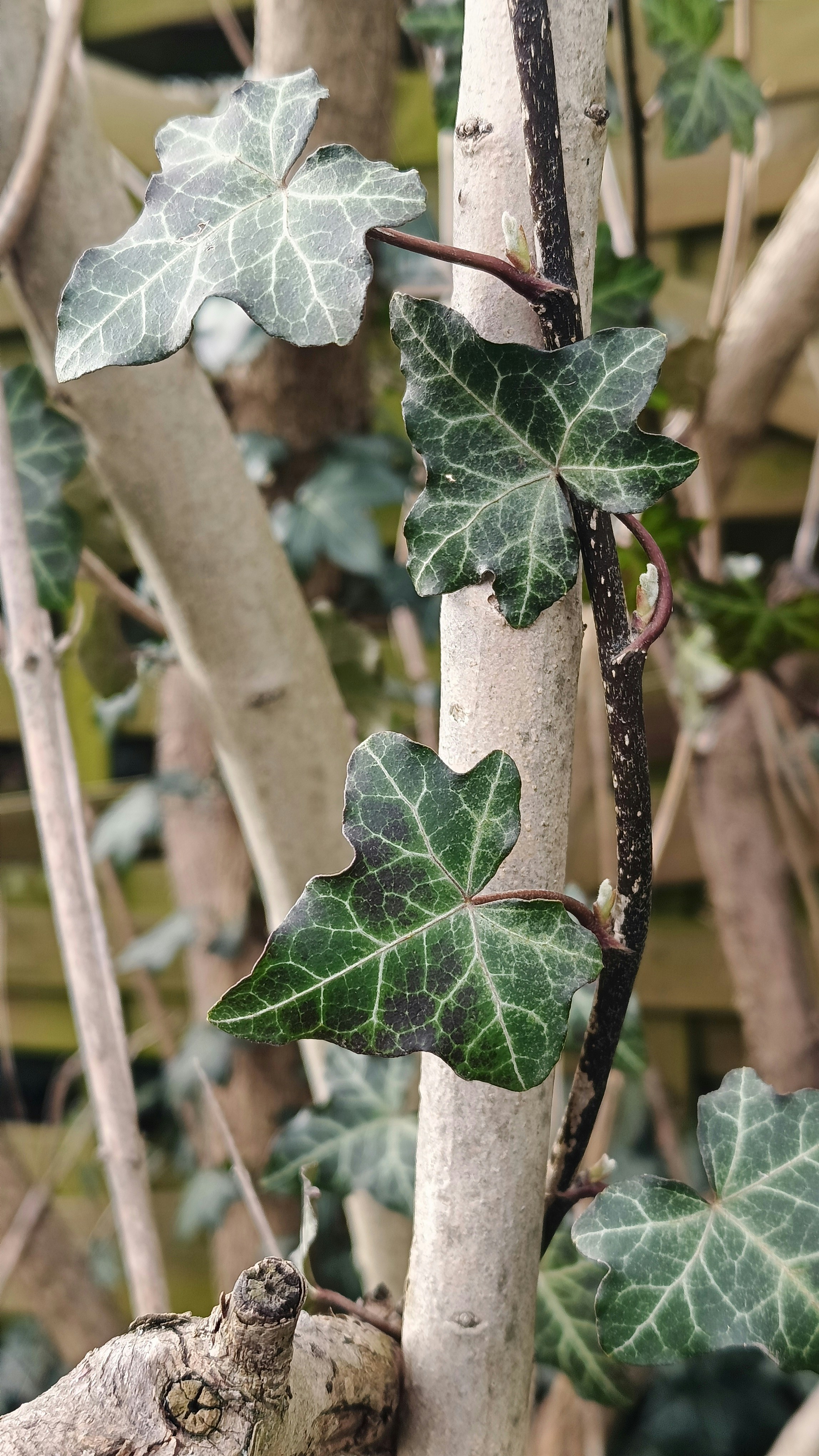 Ivy Leaves Pictures | Download Free Images on Unsplash