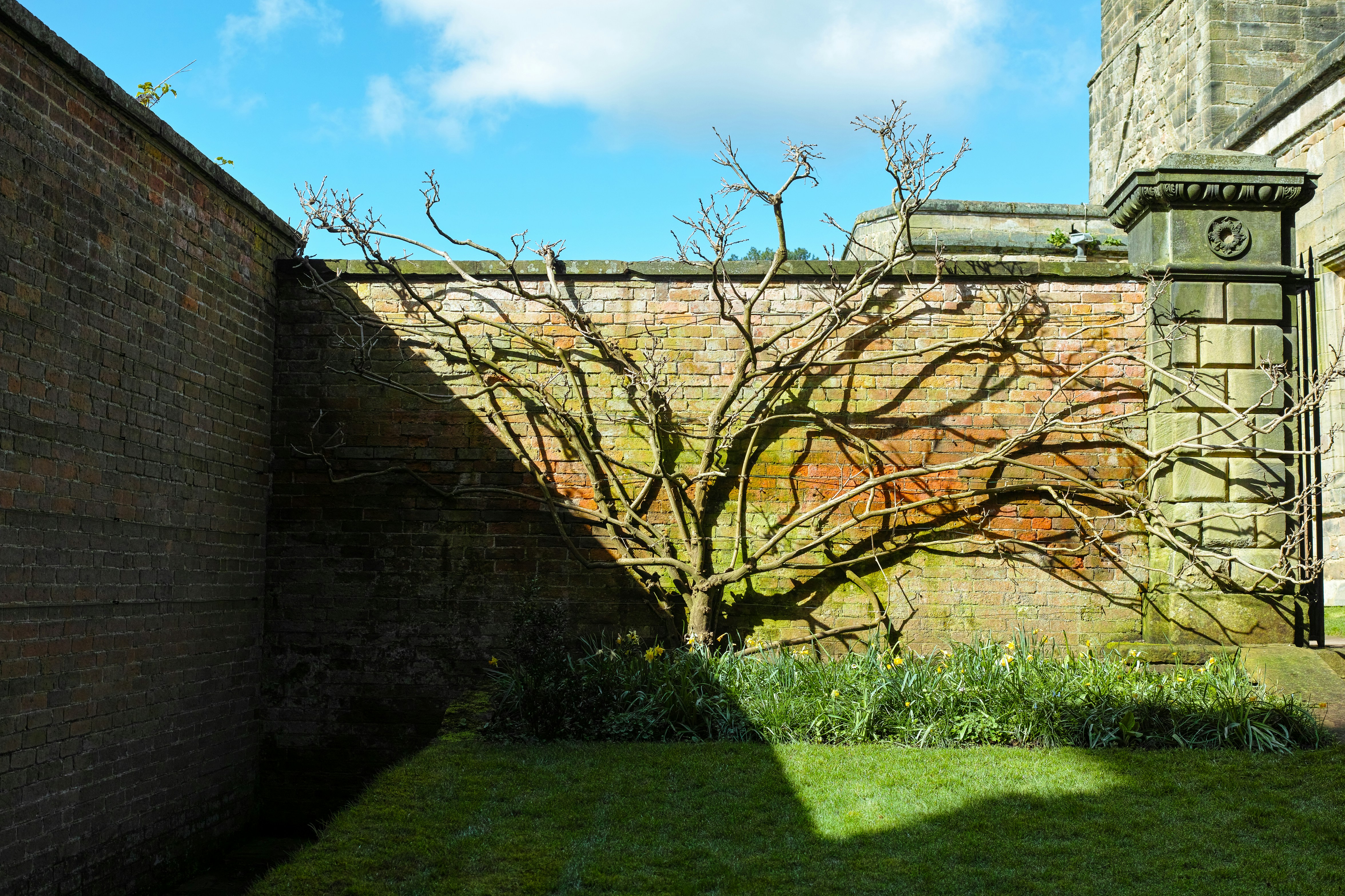 Bare tree branches cast intricate shadows on a stone wall under a bright blue sky.