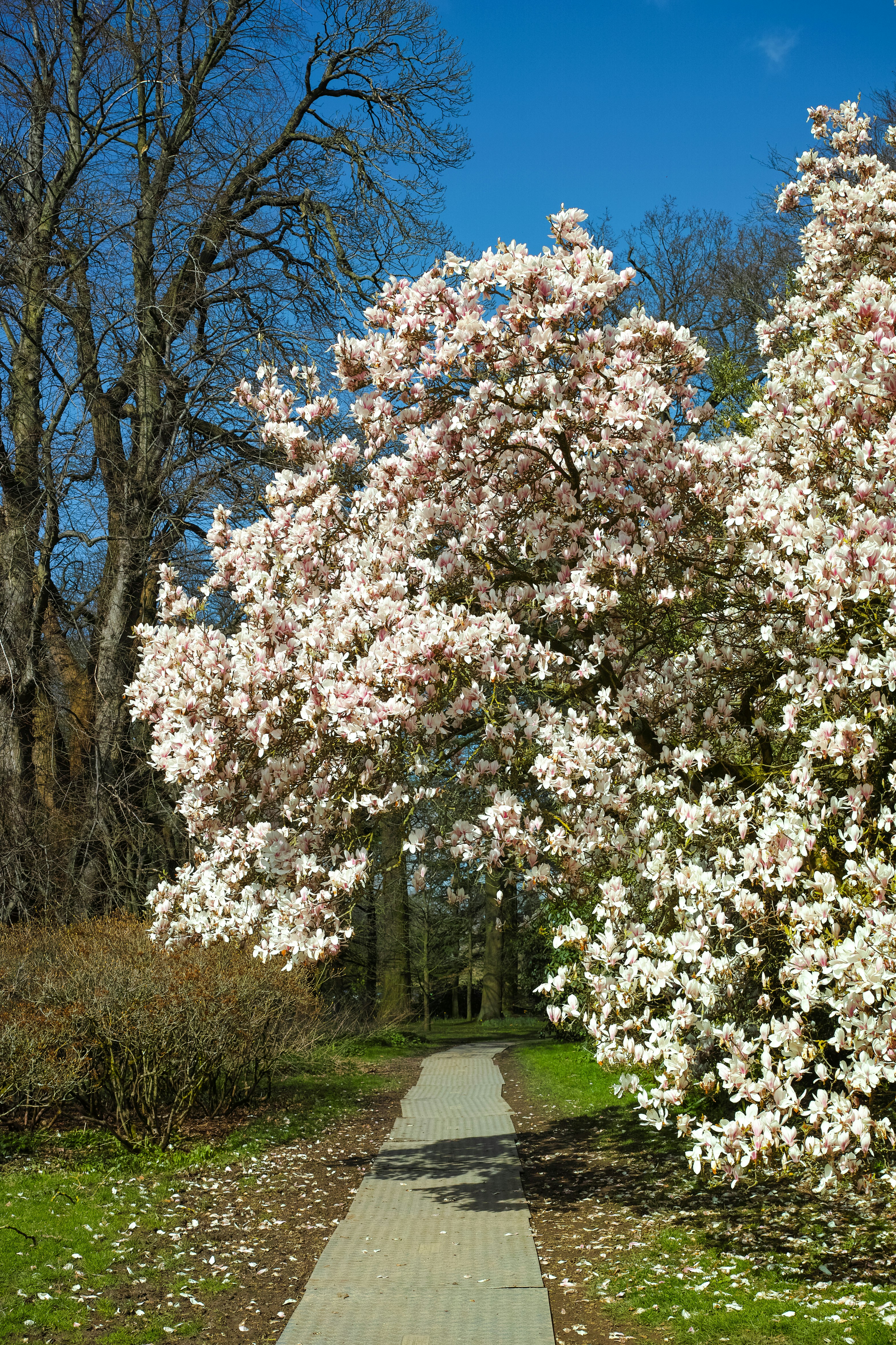 Sunlit park path curves beneath an arching cherry blossom tree, petals scattered along the walkway. The scene highlights spring bloom against a deep blue sky.