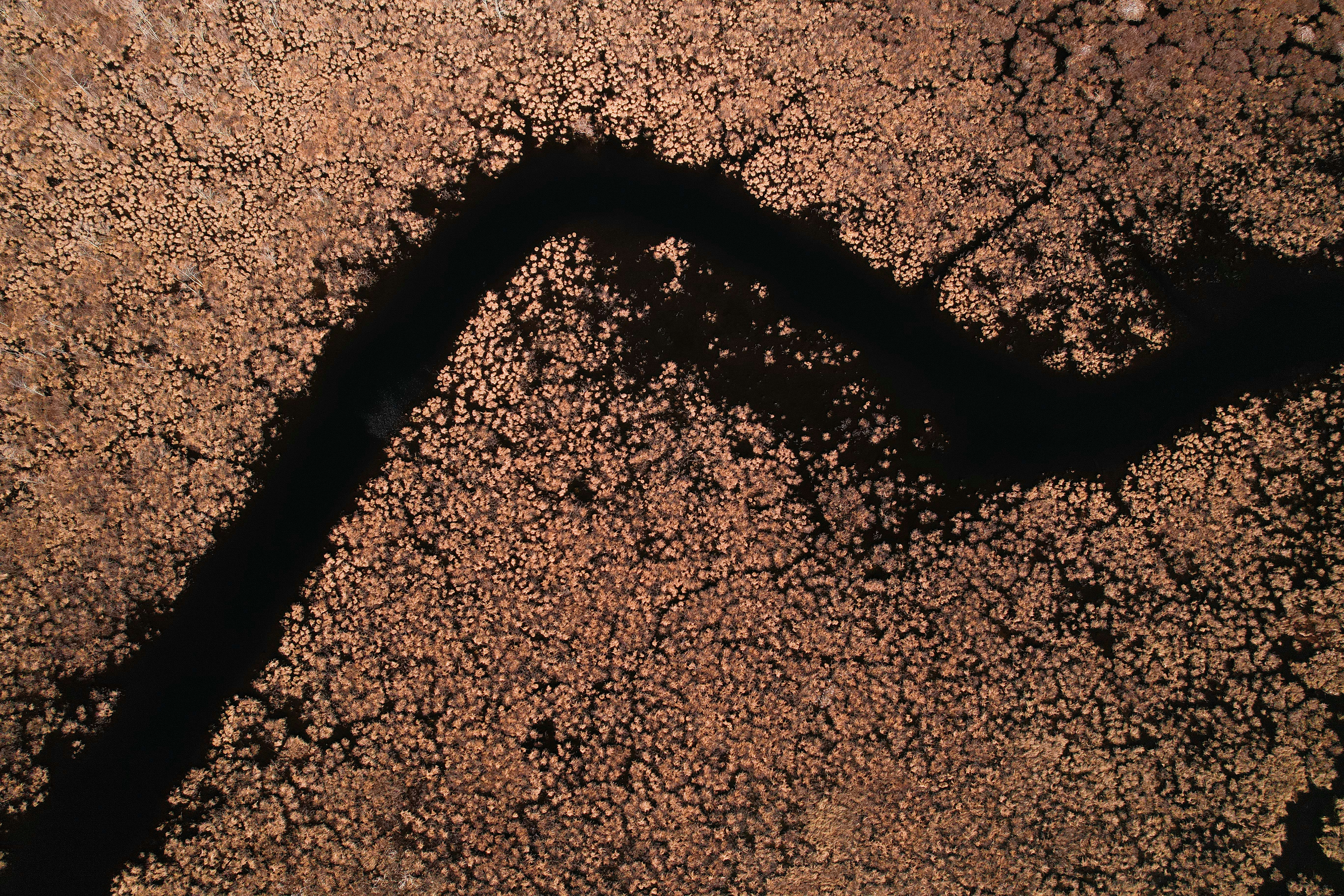 Shadow Ribbon Across a Speckled Mudflat