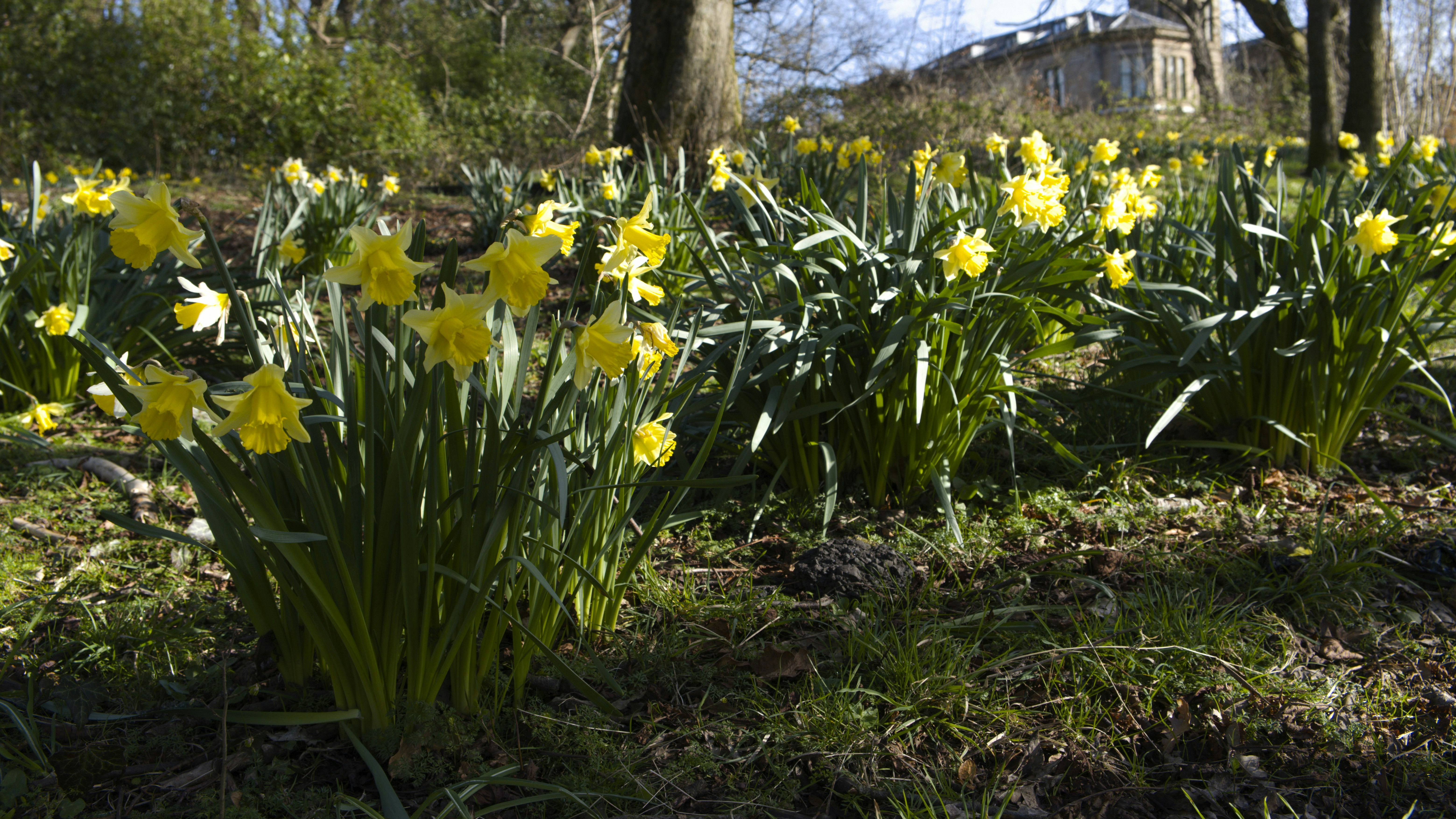 Sunlit Narcissus Row in a Quiet Morning Garden