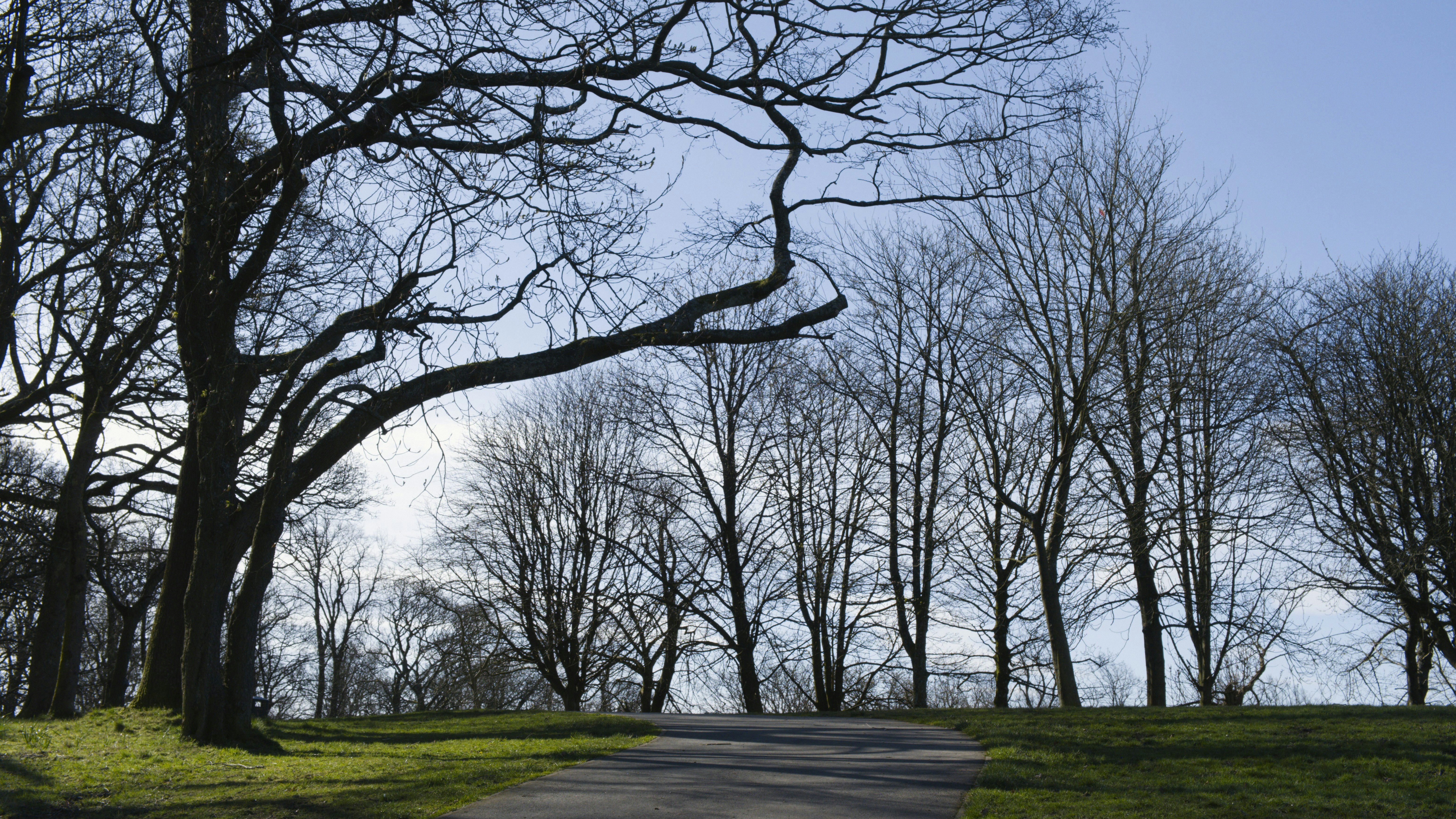 A tree lined path in a park with no leaves photo – Free Scotland Image ...