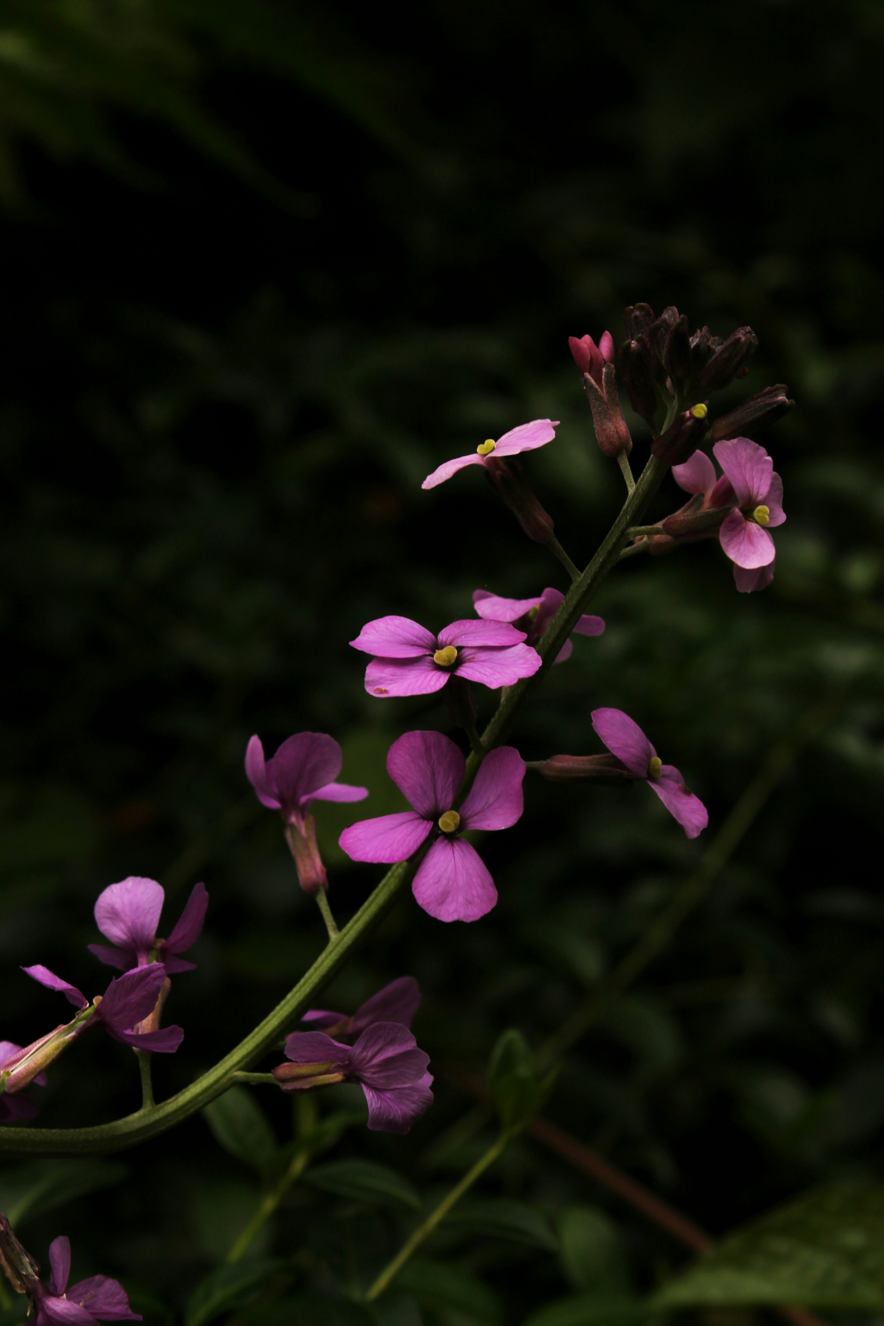 Twining Magenta Blooms in Velvet Shadow