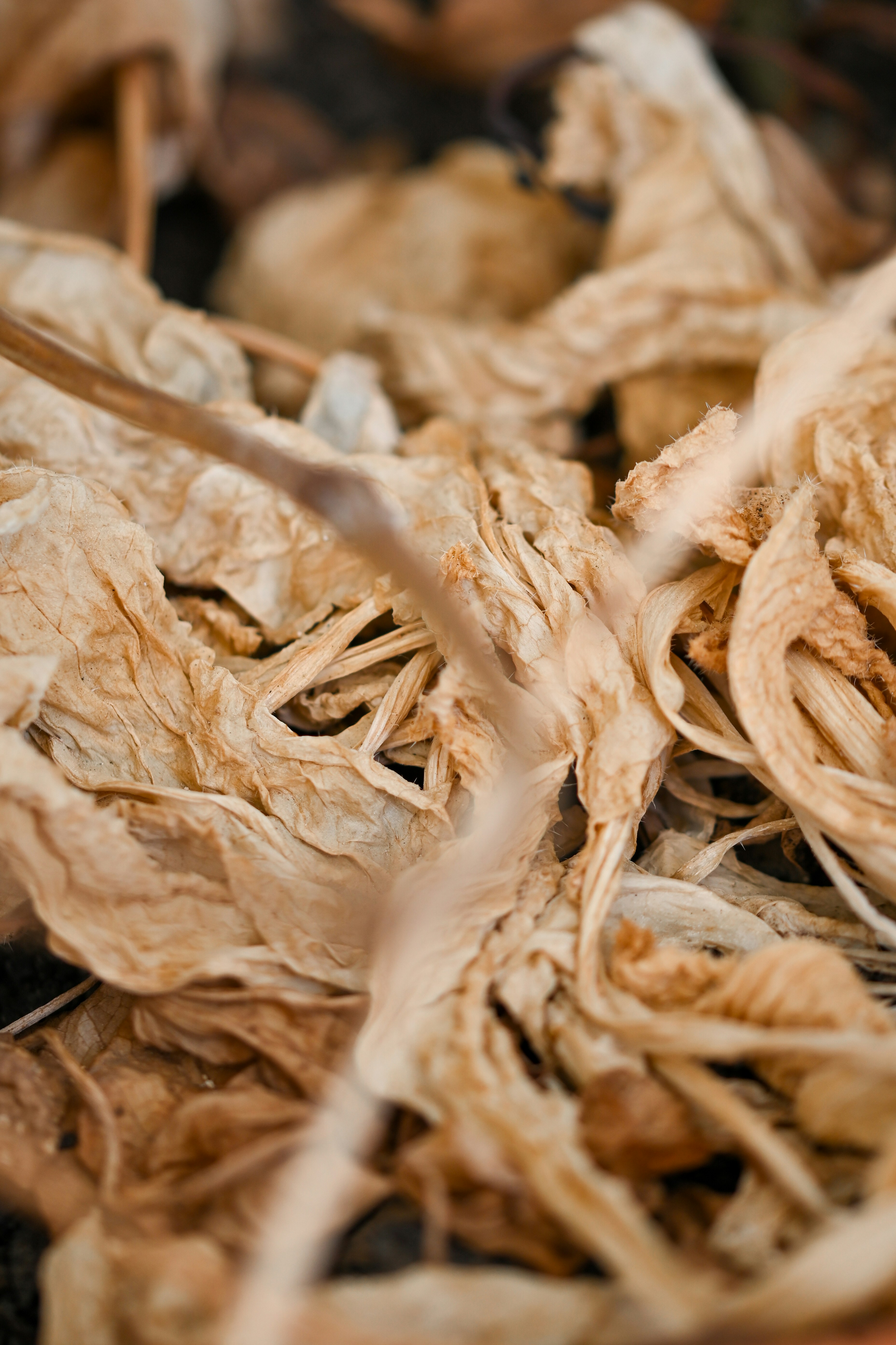 Tangled Sepia: Macro Study of Dried Leaves and Fibrous Veins