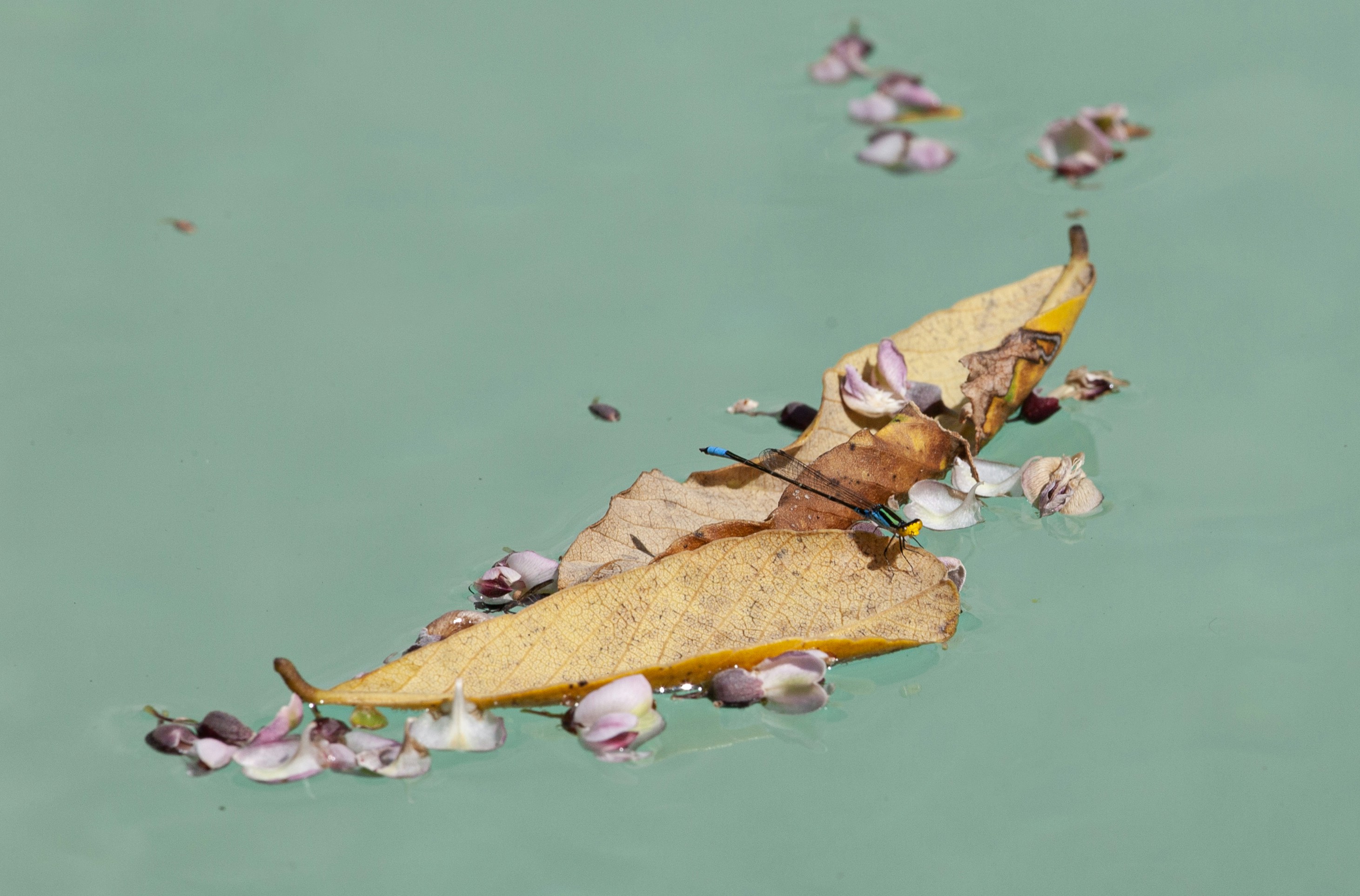Una hoja flotando sobre un cuerpo de agua foto – Imagen de Fondo de ...
