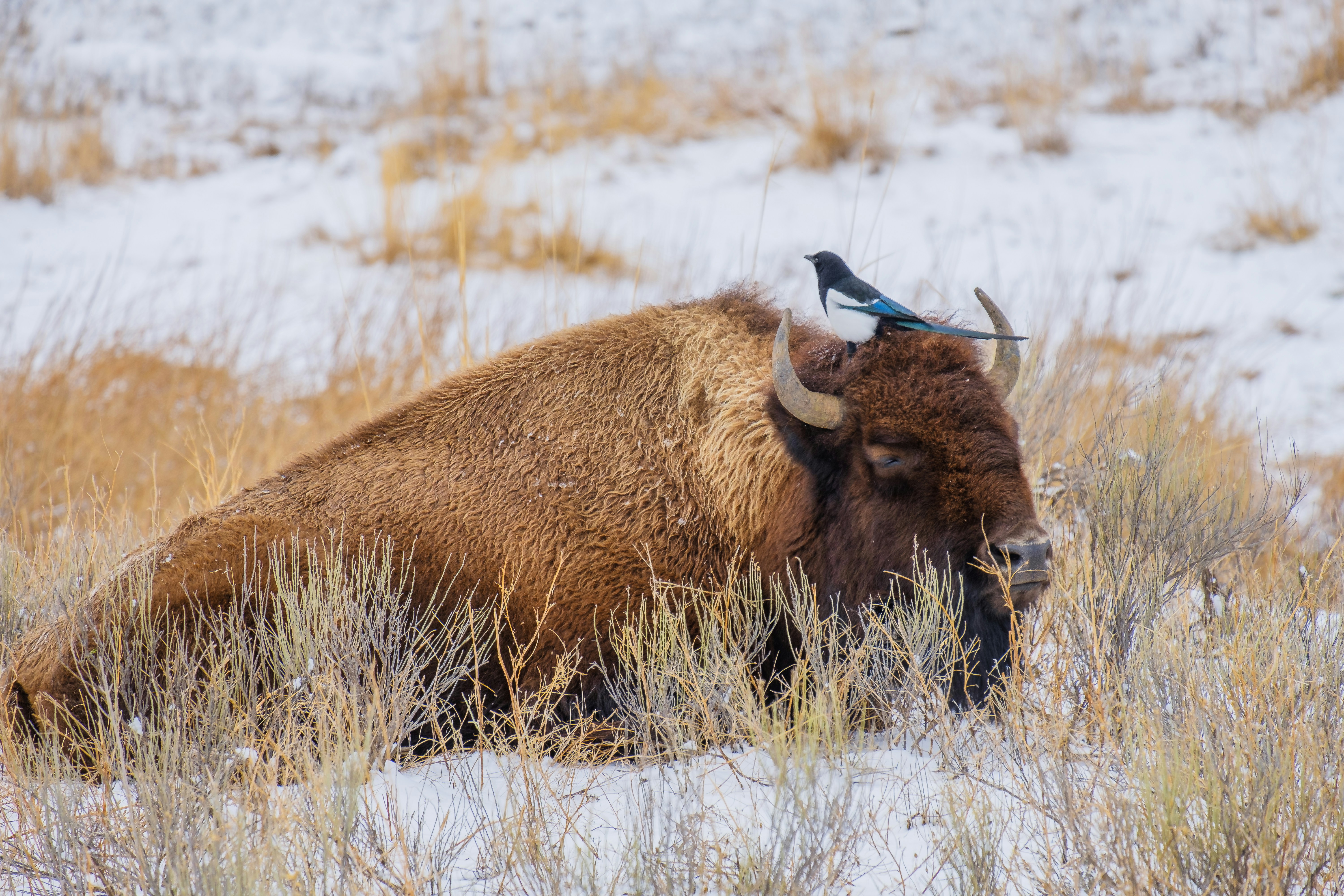Winter Tranquility: Bison Resting as a Magpie Perches