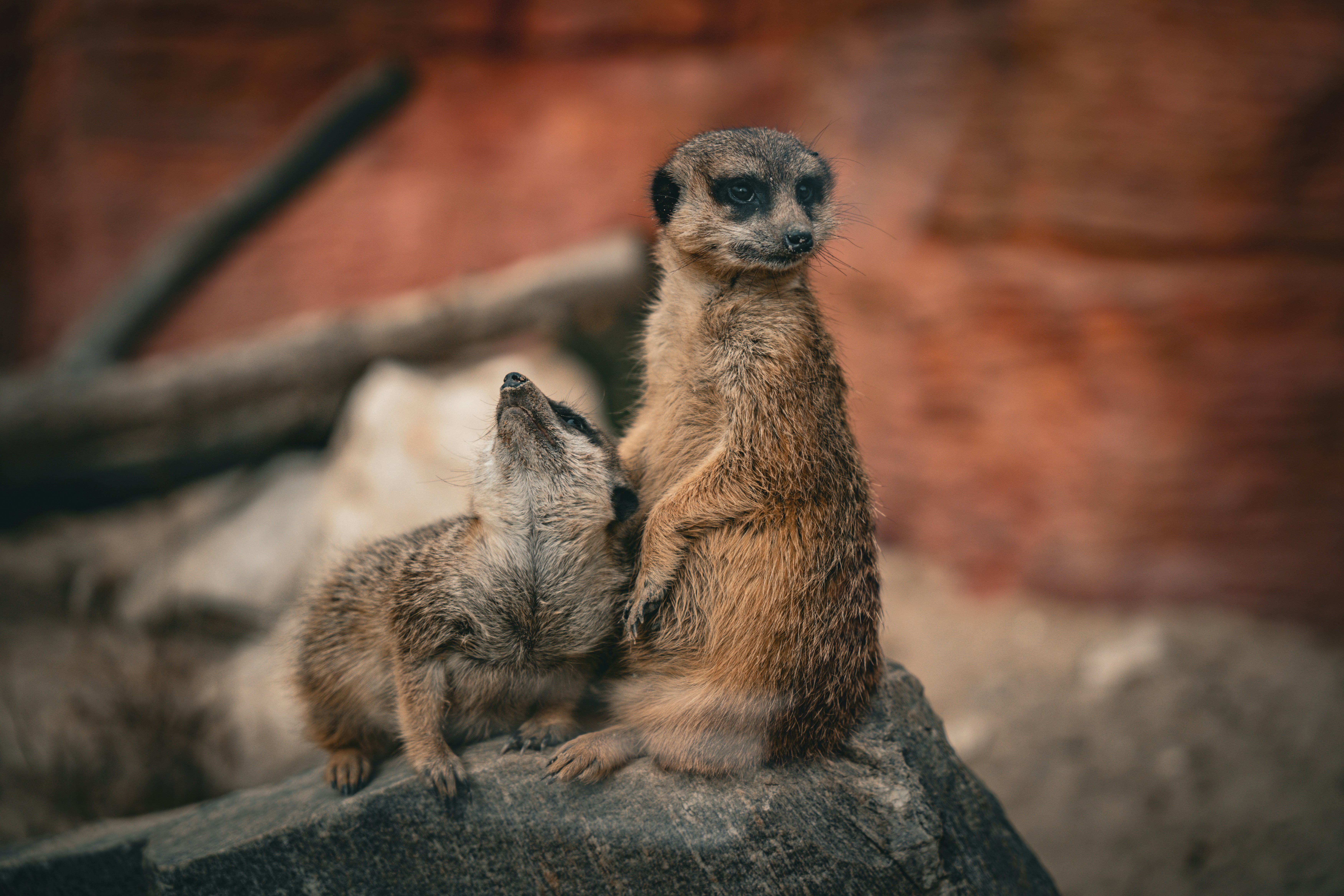 Watchful Duo on a Weathered Rock