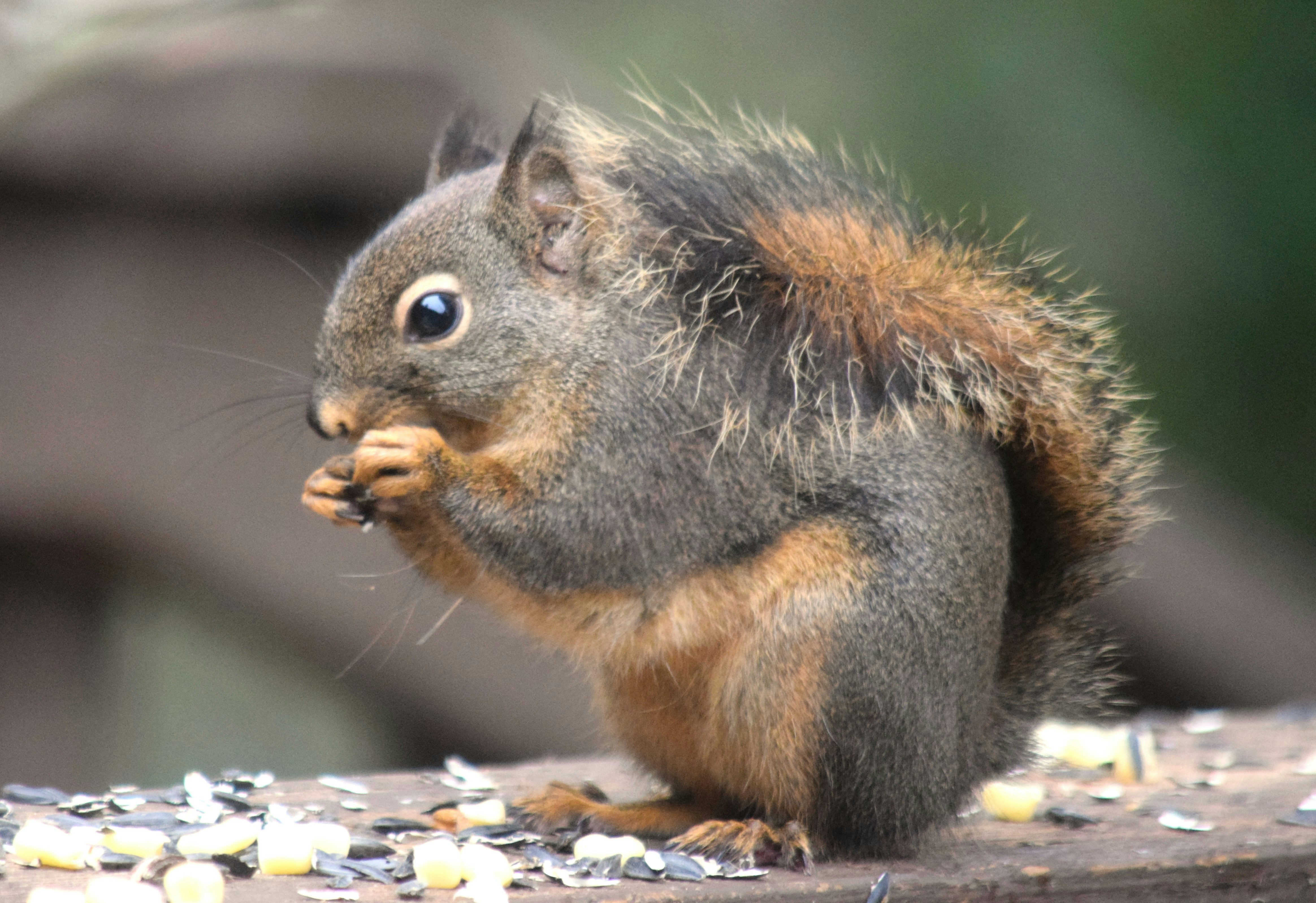 Seed Feast: A Curious Squirrel at the Edge of a Wood Table