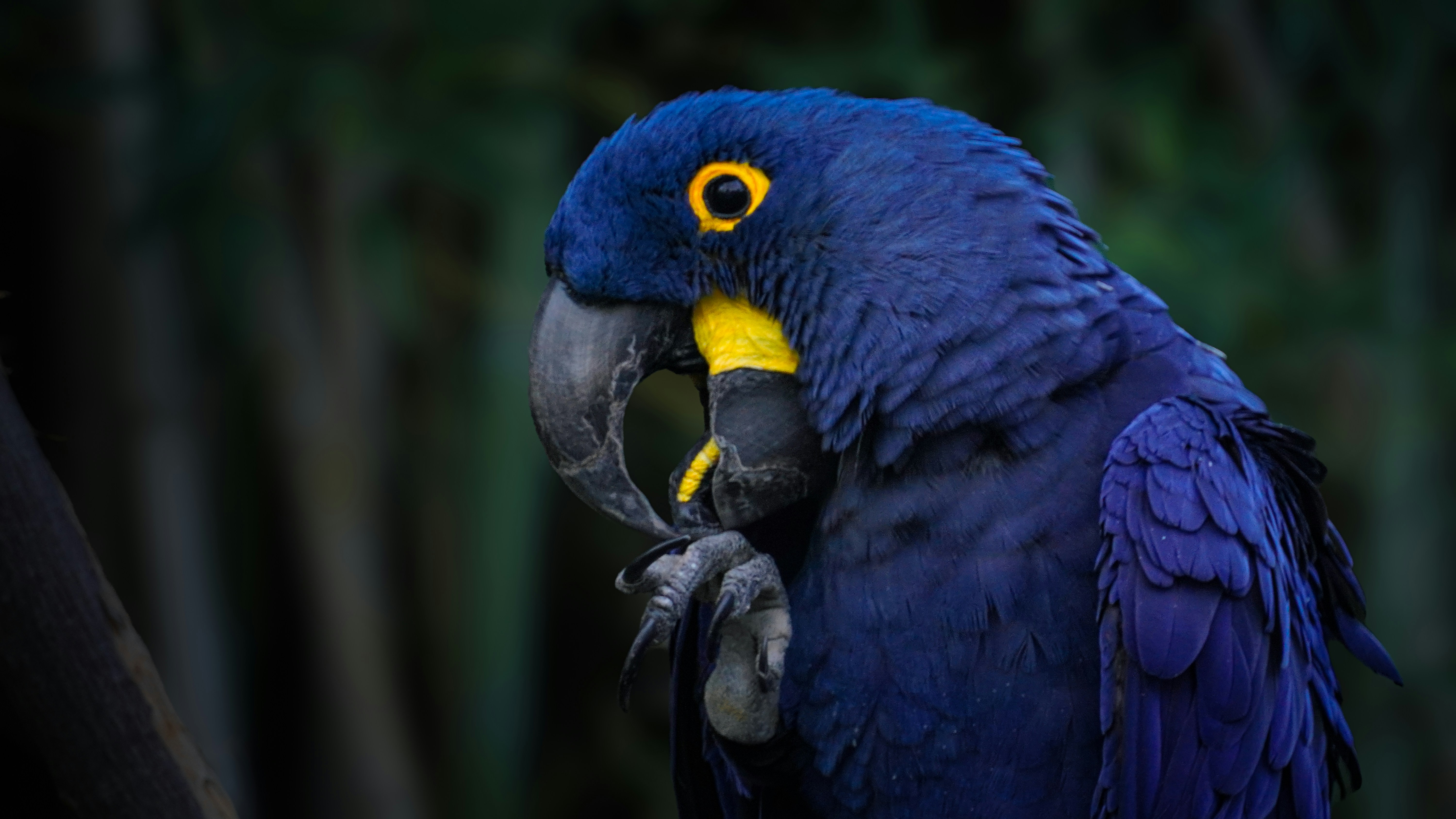 Hyacinth Macaw Close-Up: Royal Indigo Gaze in Velvet Darkness