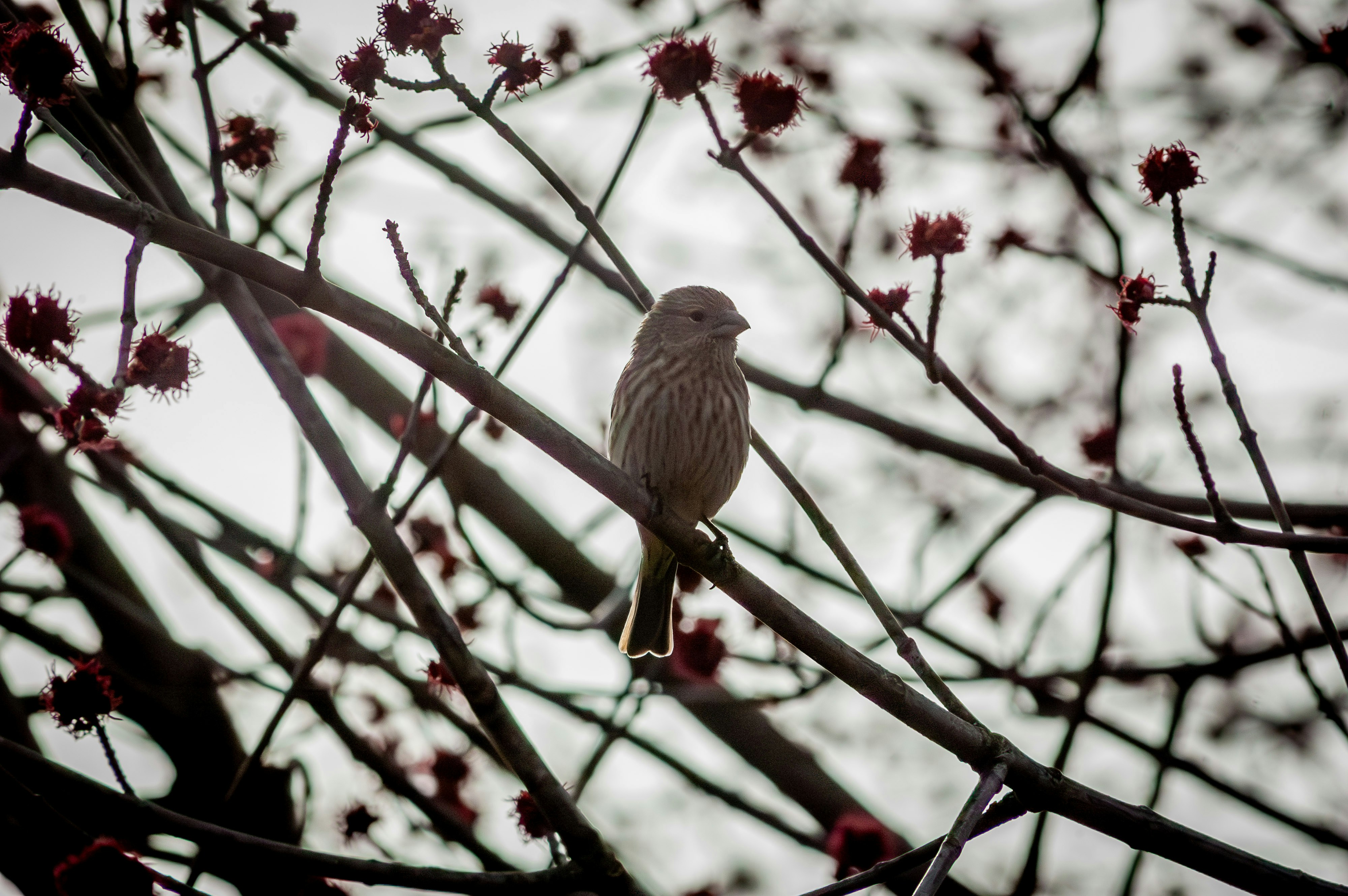 Muted Perch: A Cardinal Silhouette Among Spring Buds