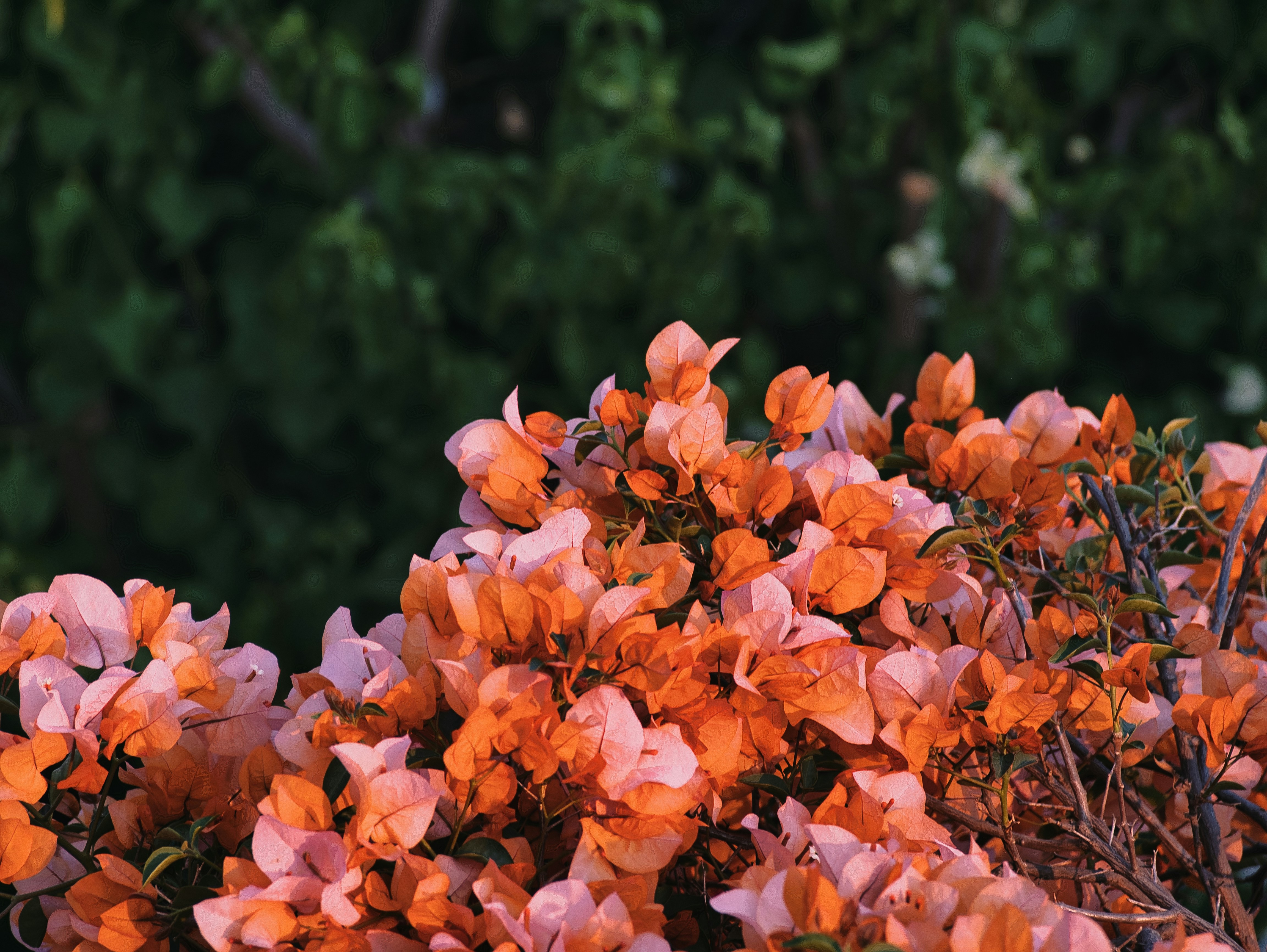 Close-up photograph of vibrant coral bougainvillea blossoms spilling across the frame, with a dark green hedge providing contrast. The image highlights the flower texture and color of the shrub.