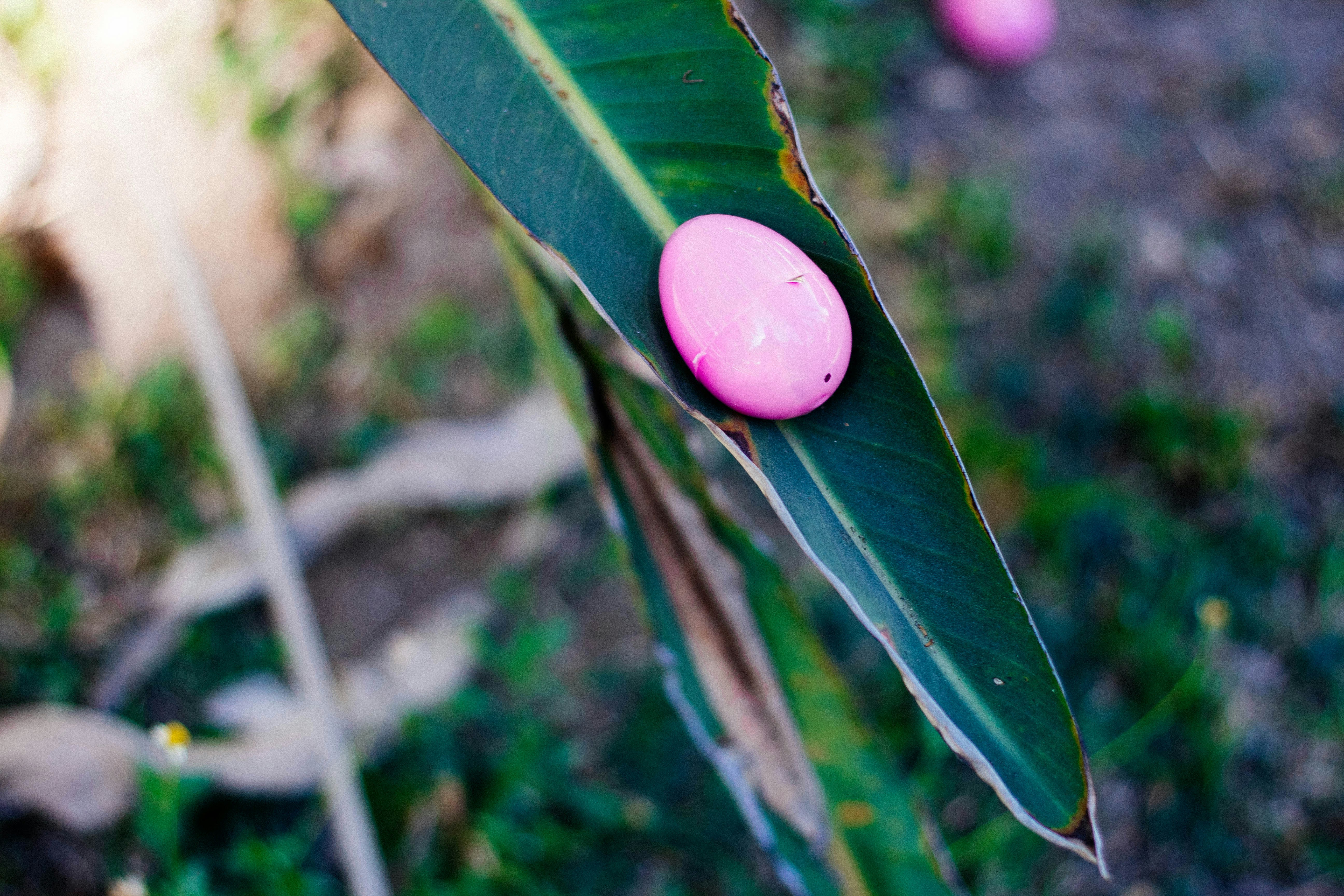 Pink Pearl on a Green Blade: A Quiet Macro Portrait