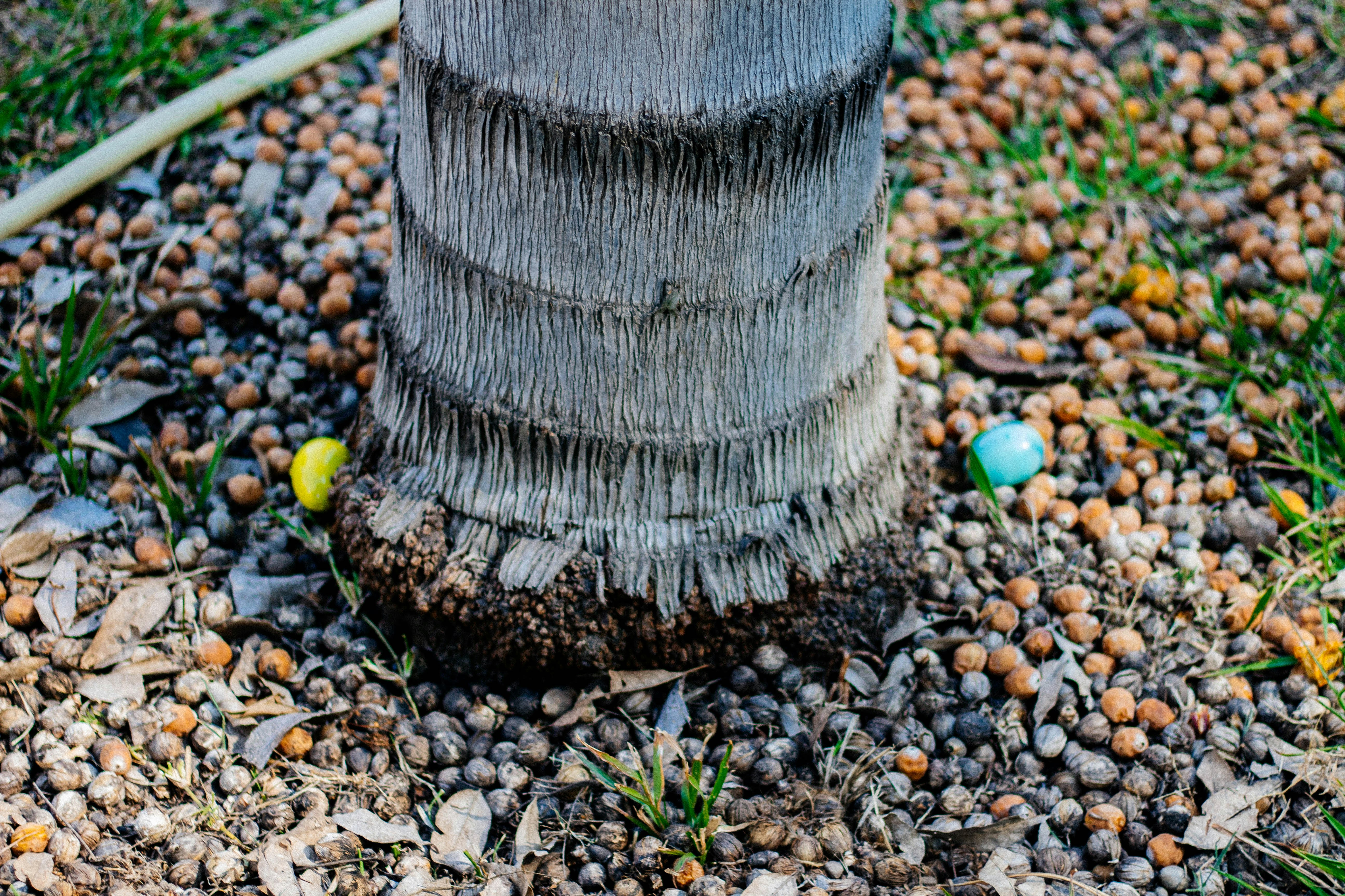 Truncated Palm Trunk with Pebble Mosaic at the Garden Bed