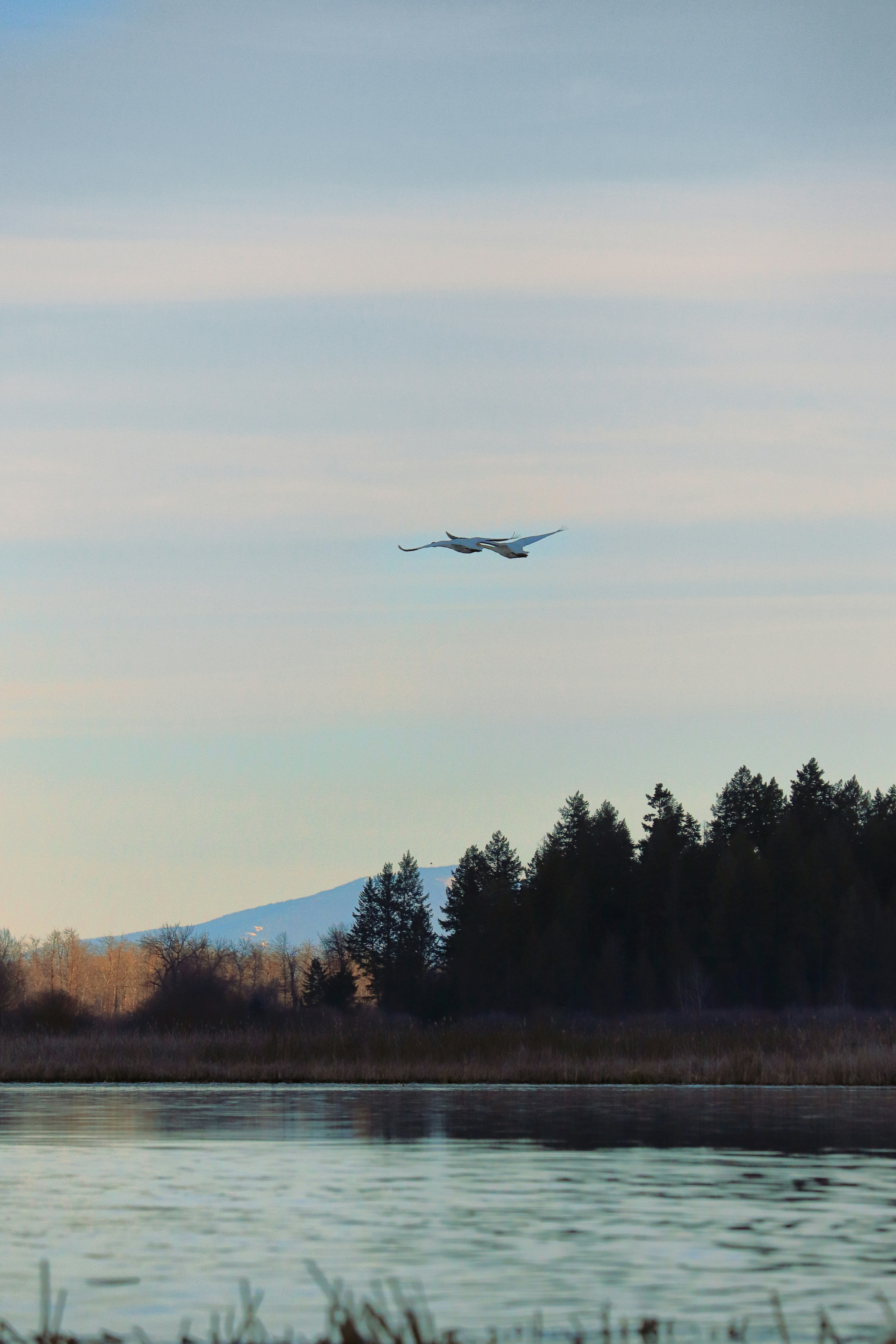 Winged silhouette over a tranquil inlet at golden hour