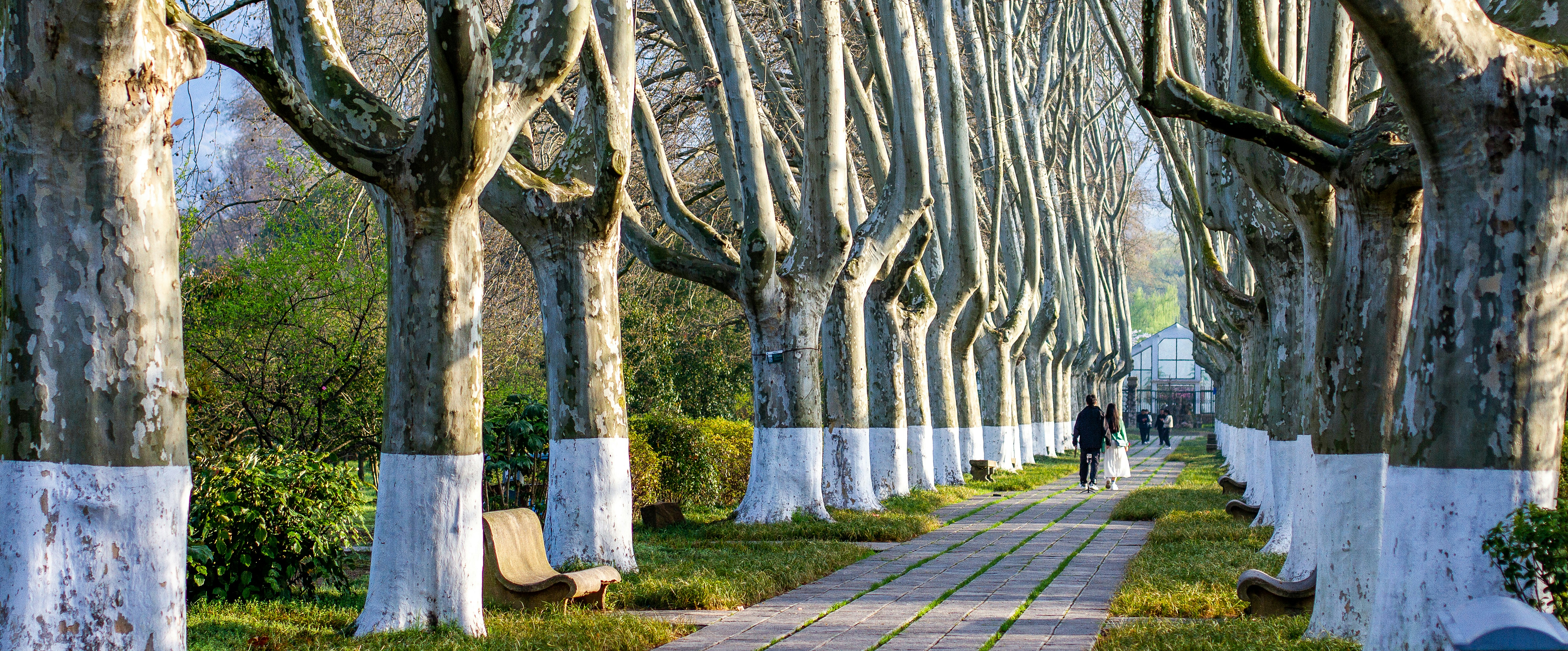 Tree-lined Avenue of Converging Trunks