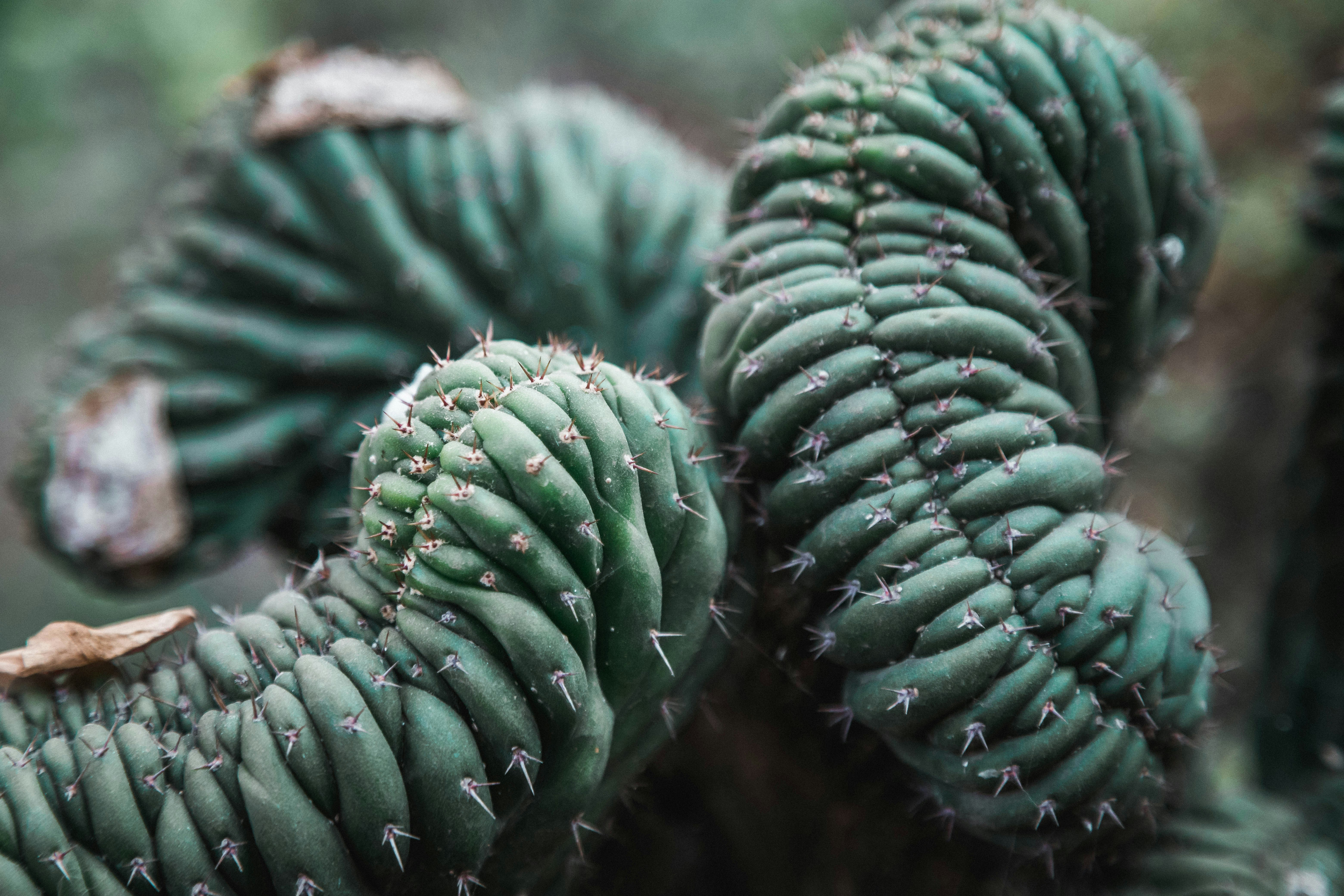 Close-up of intricately coiled cactus plants with textured ridges.