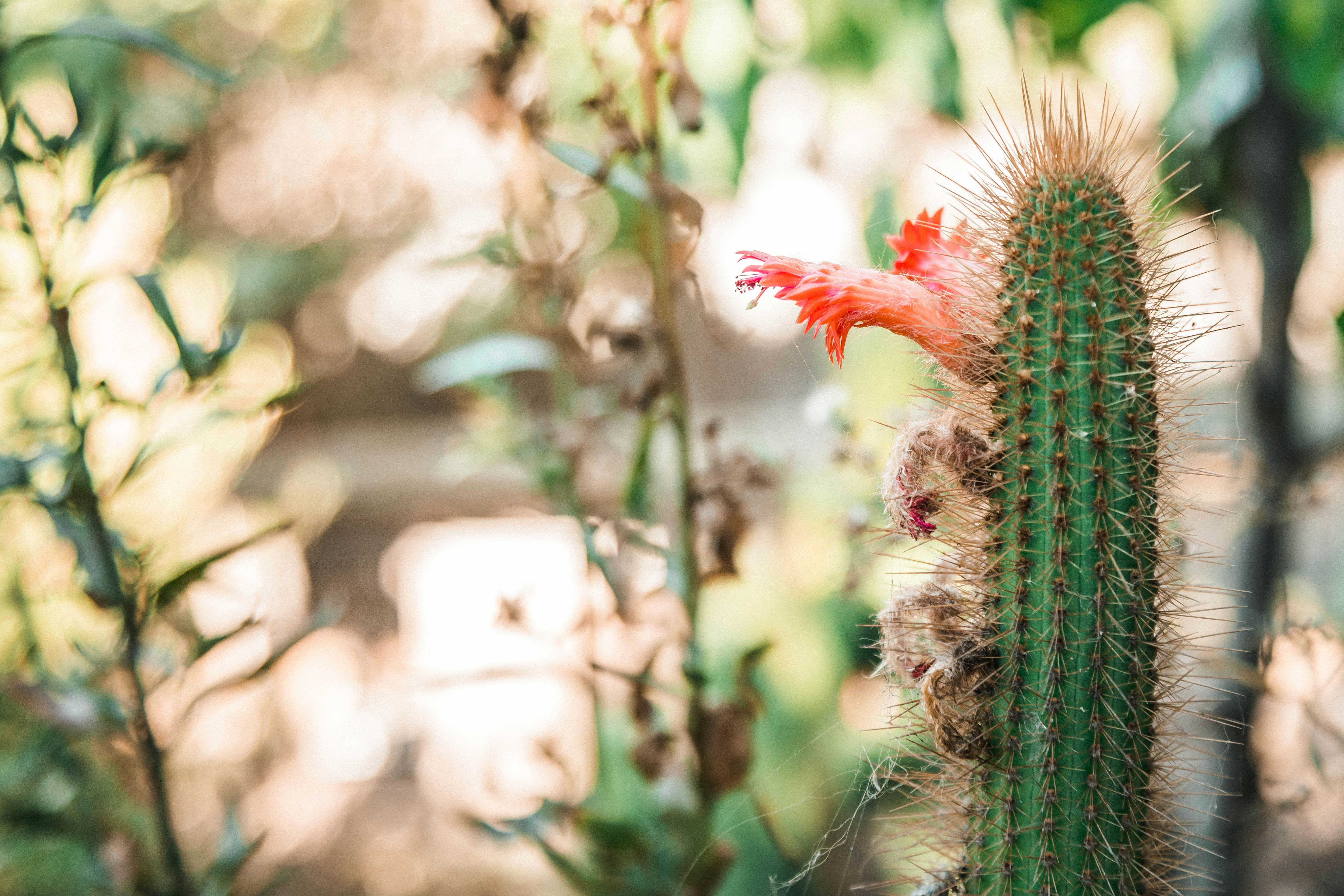 Red Bloom on a Spine-Guarded Column