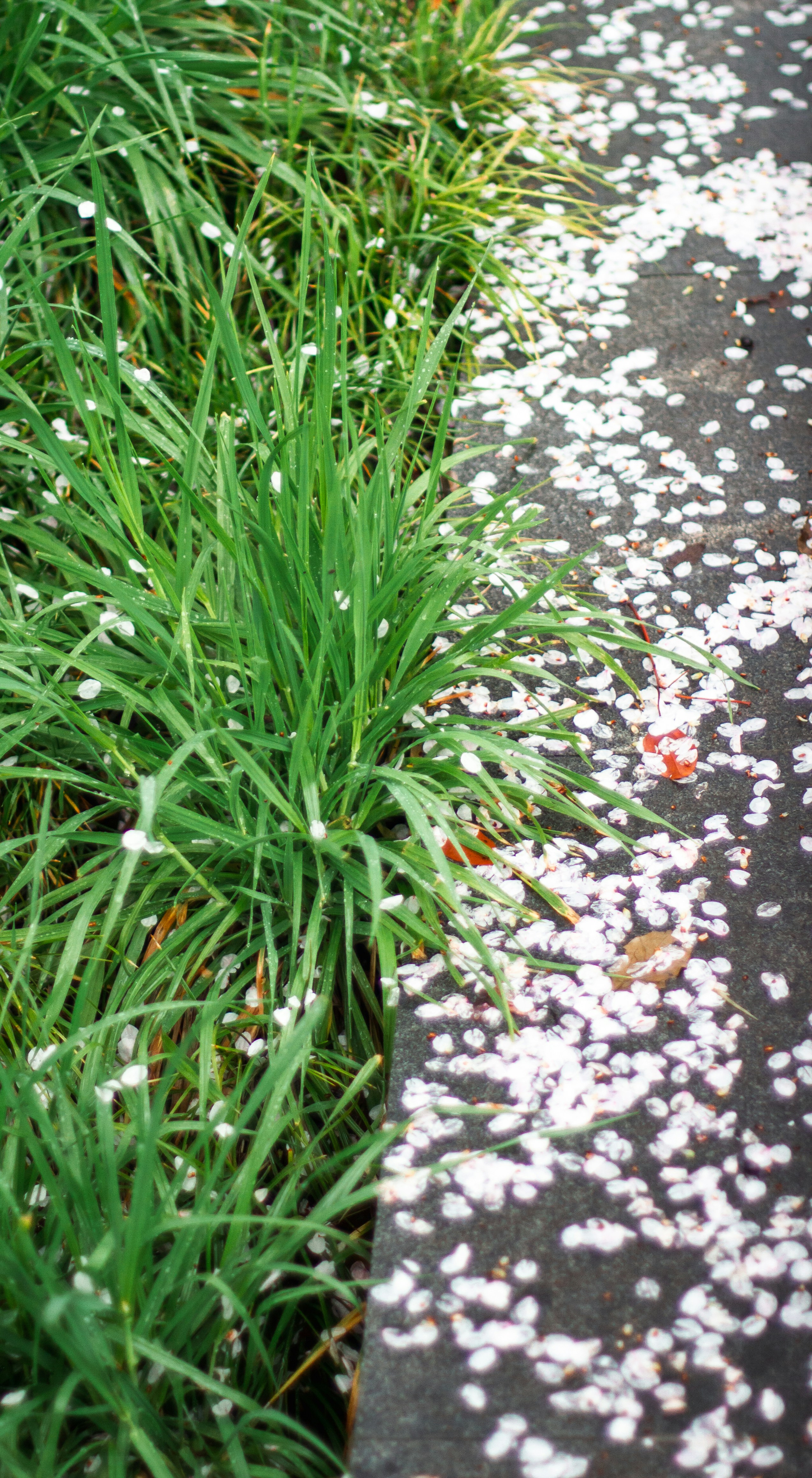 Verdant Verge: Grass Border Guarding a Petal-Covered Sidewalk