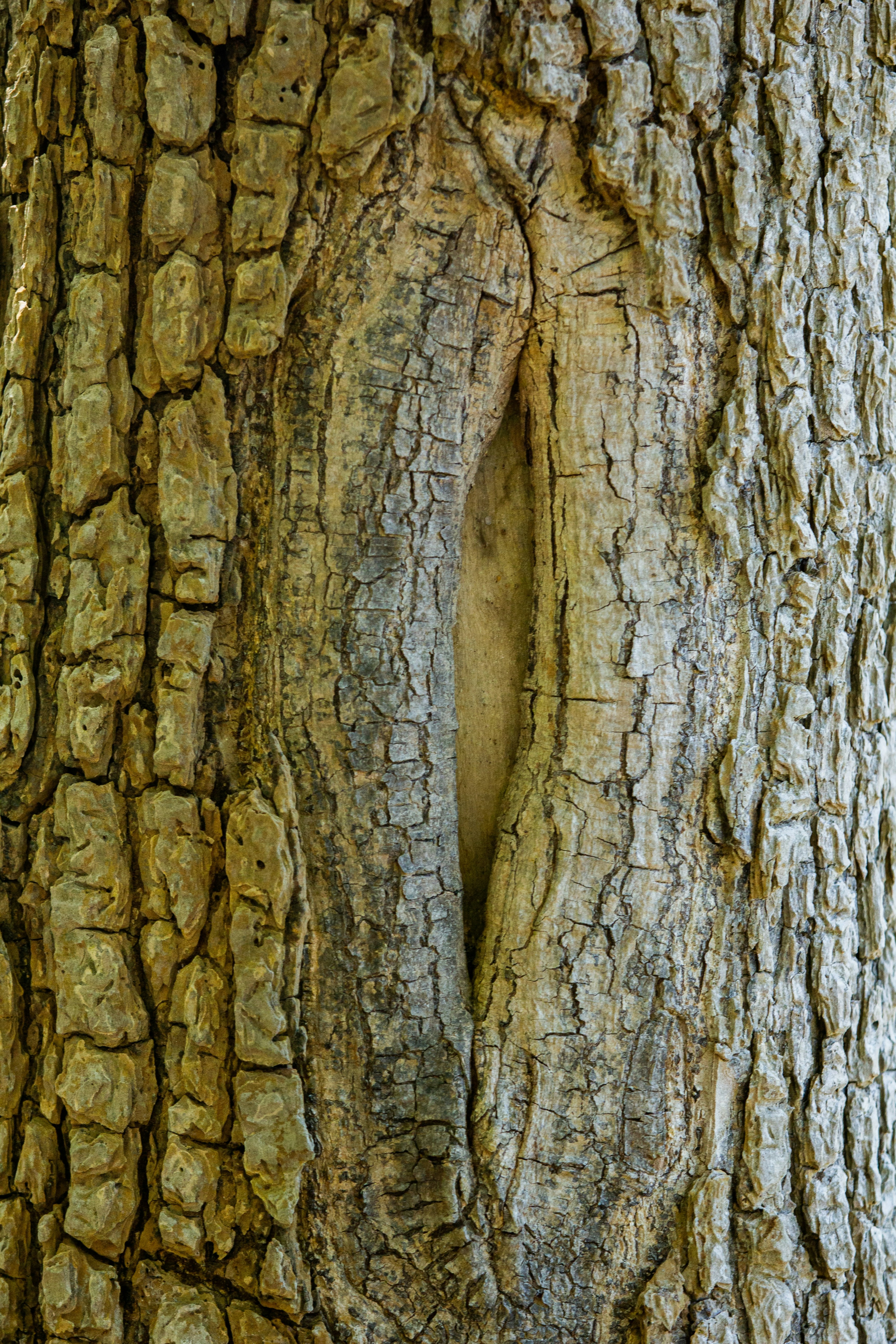 A close-up of a tree trunk revealing a unique fissure that showcases the intricate texture of the bark. The natural patterns tell a story of age and resilience.