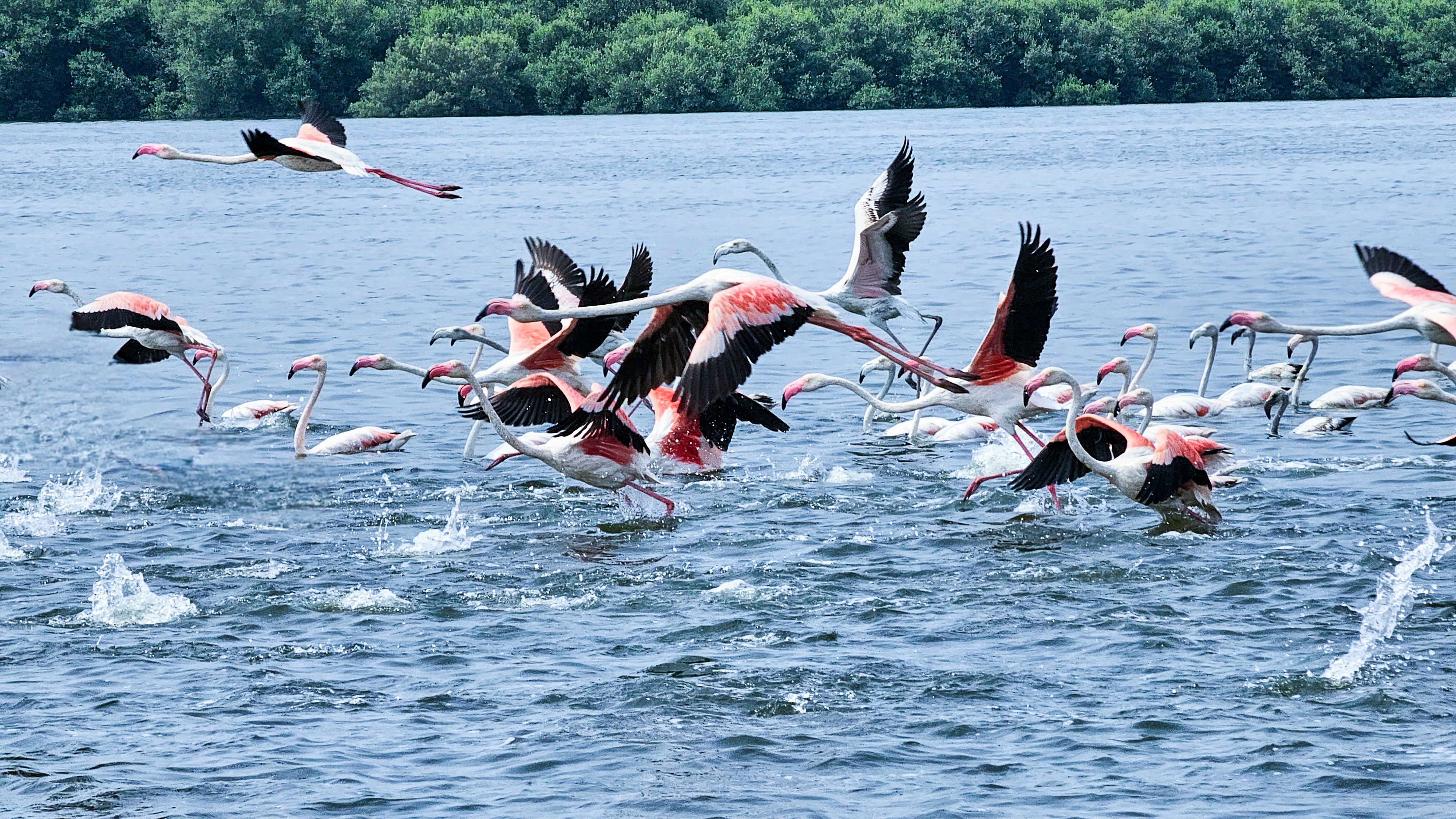 A flock of flamingos flying over a body of water photo – Free Animal ...