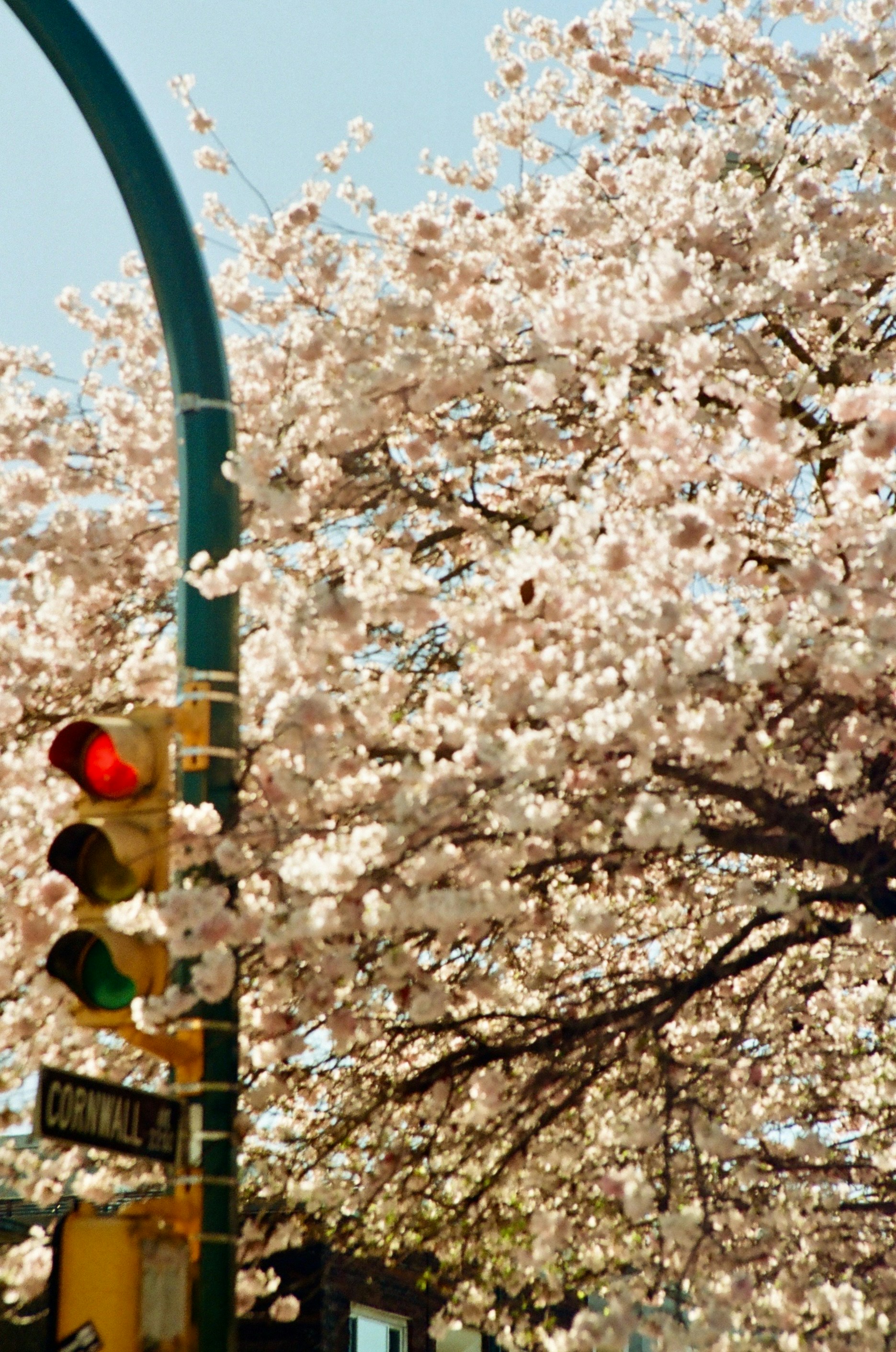 Cherry Bloom Intersection: Spring Light Framed by a Curved Street Pole