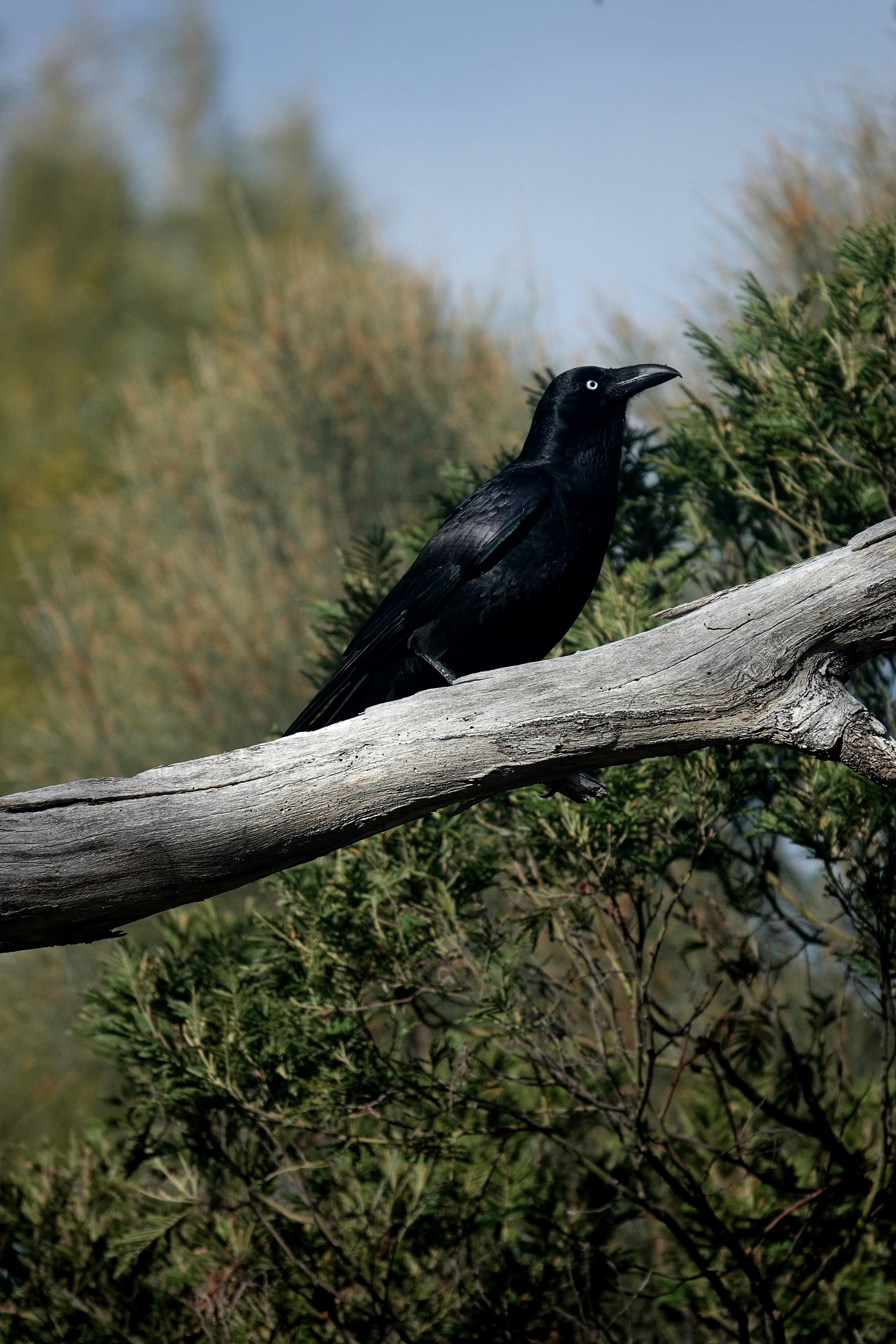 Raven on Weathered Driftwood: Poised against a green hush
