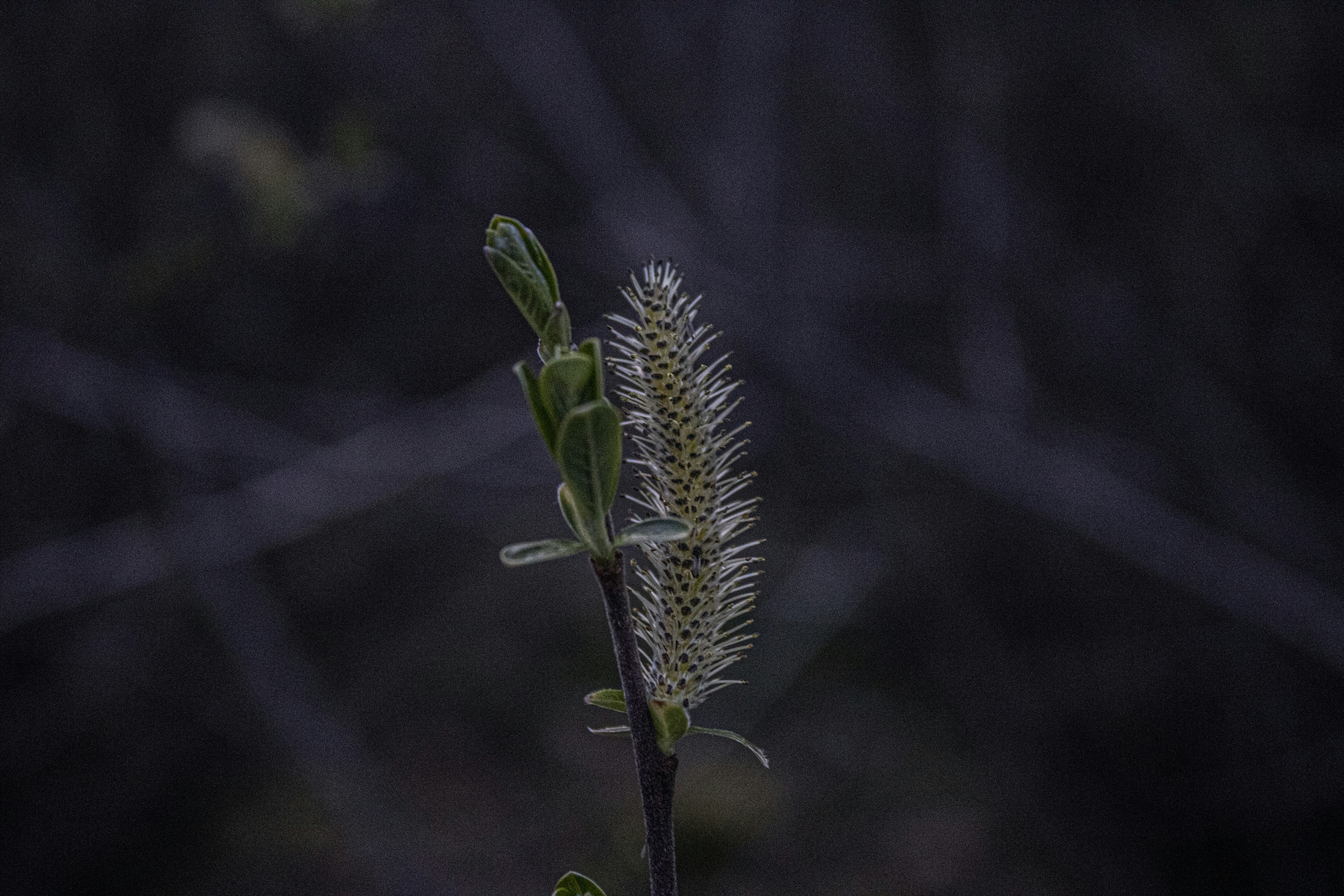 Photo by Peter Robbins with Canon EOS 2000D