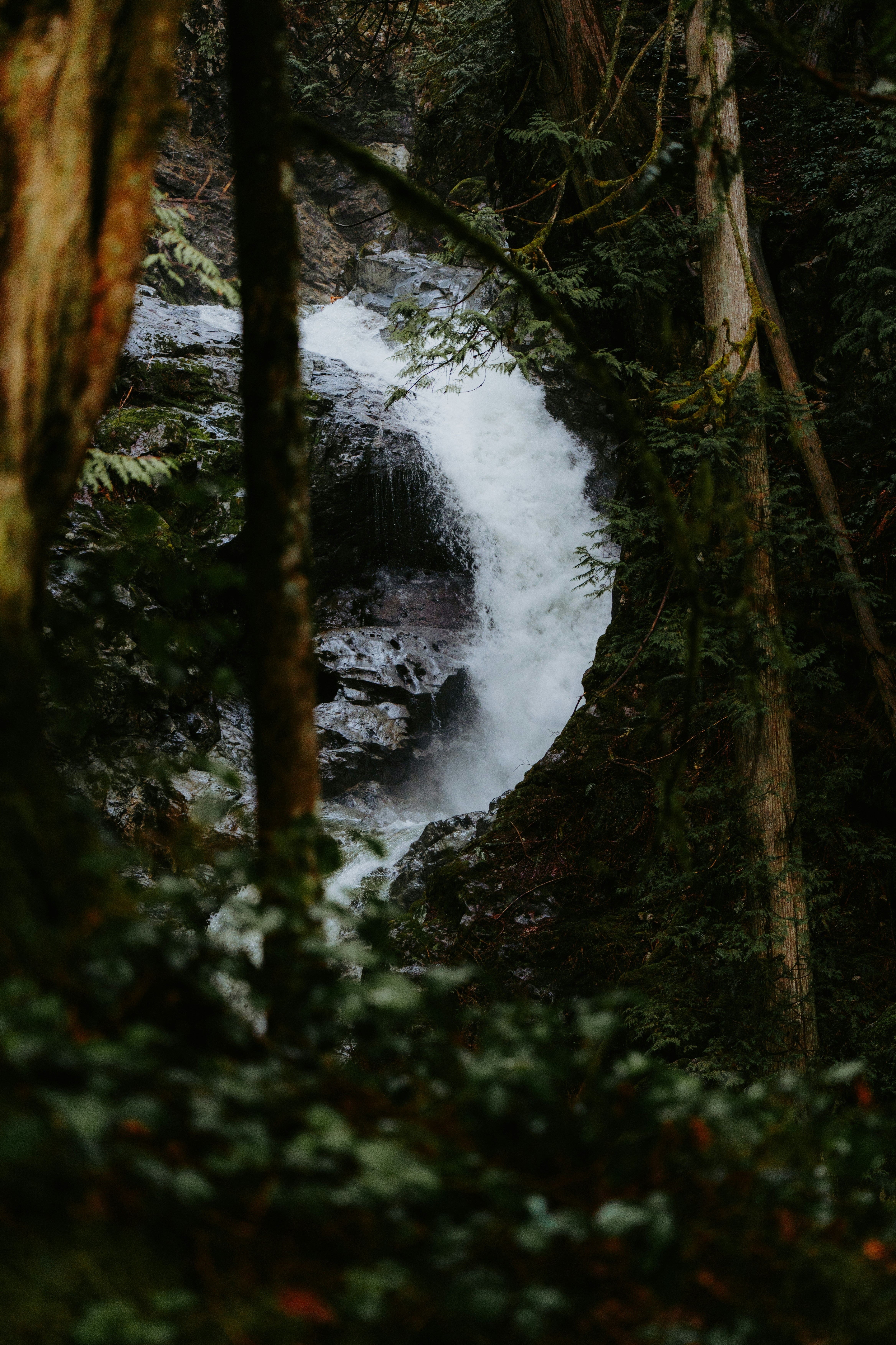 Cascade Veiled by Moss: A Quiet Forest Gorge