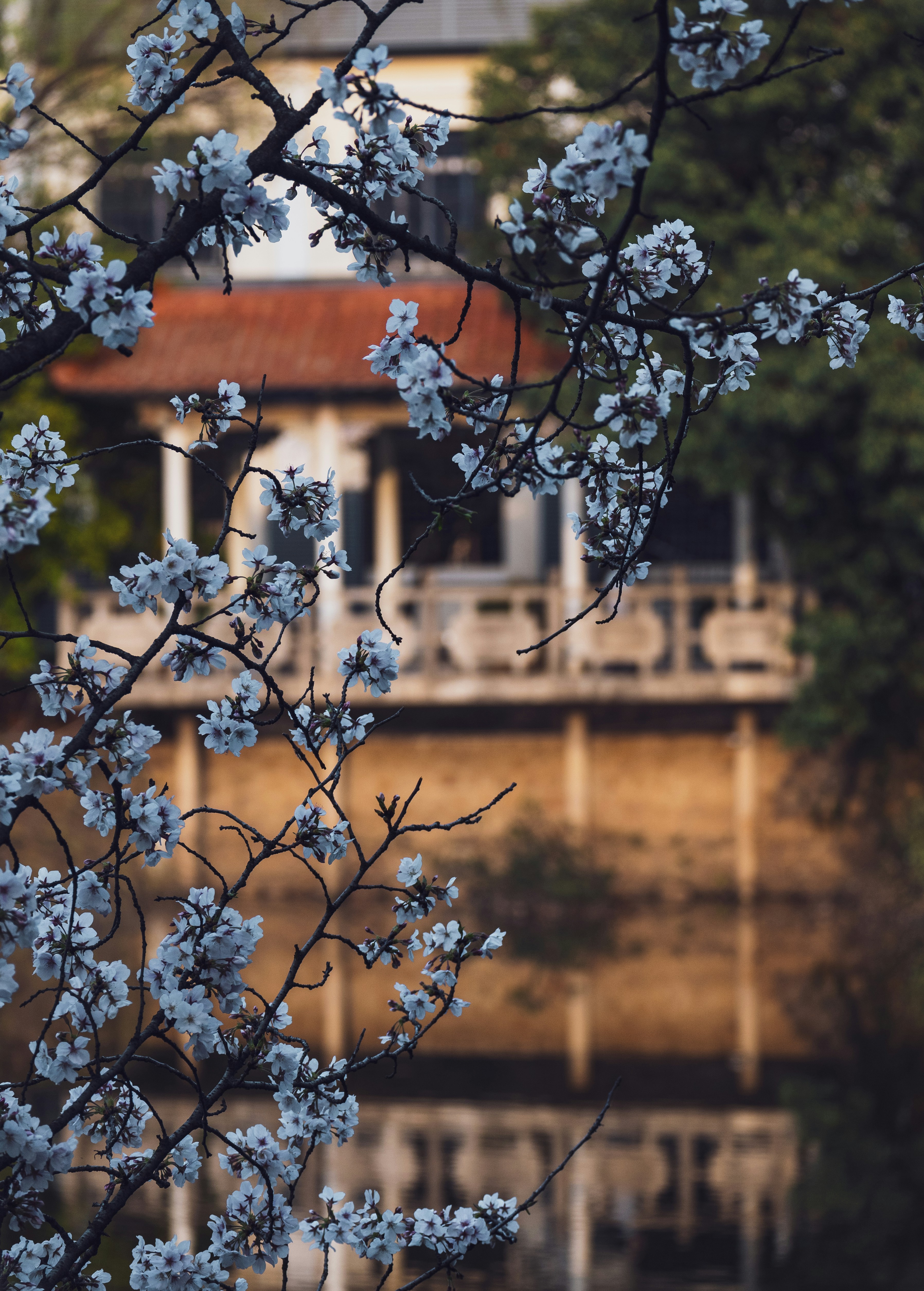 Whispering Blossoms Framing a Lakeside Cottage