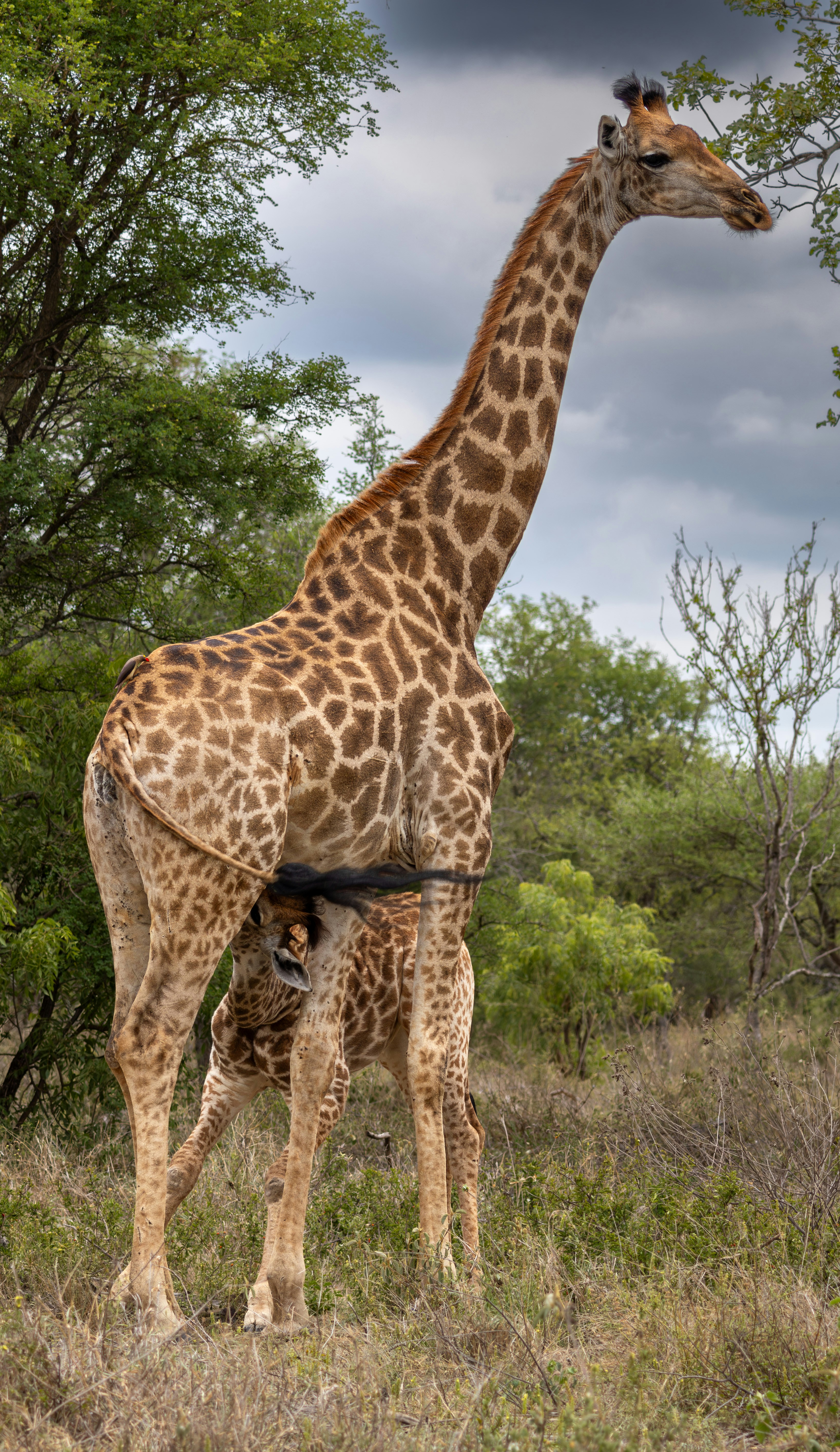 Une girafe debout à côté d’un bébé girafe photo – Image gratuite de ...