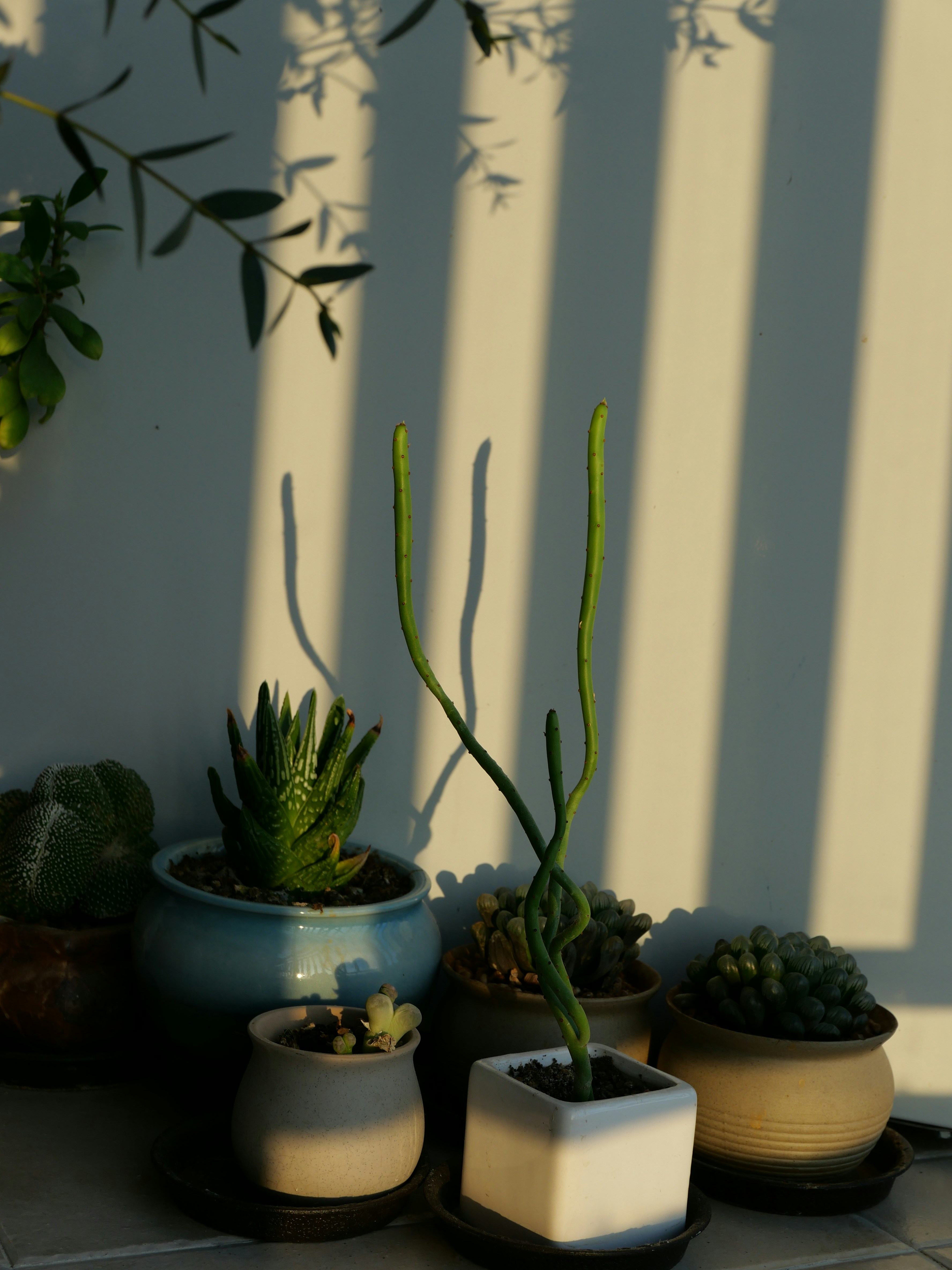 Succulents in assorted pots sit on a sunlit shelf, with tall shadows from vertical blinds across the scene.