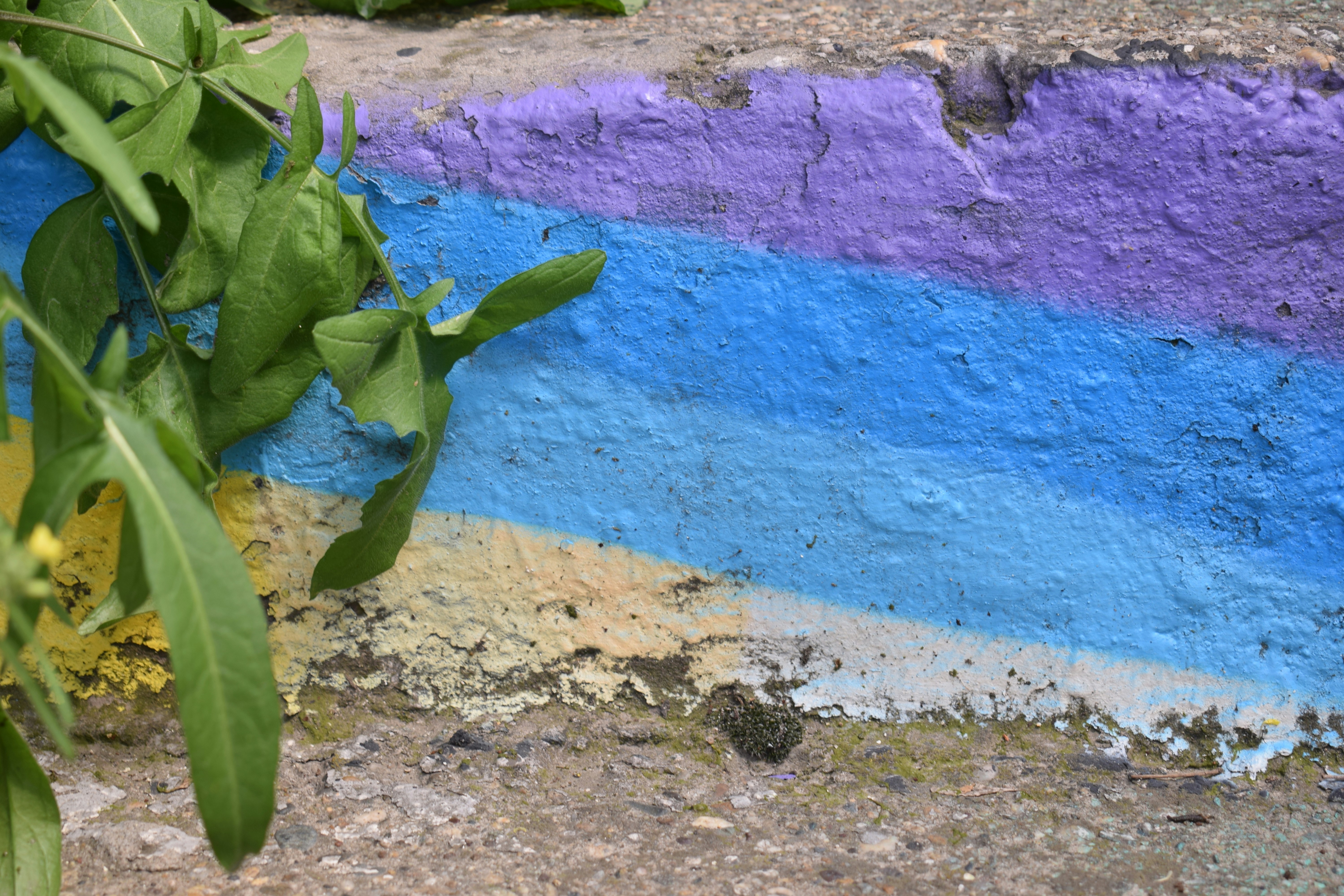 Fringed by Green Leaves, a Color-Washed Wall in Purple and Blue