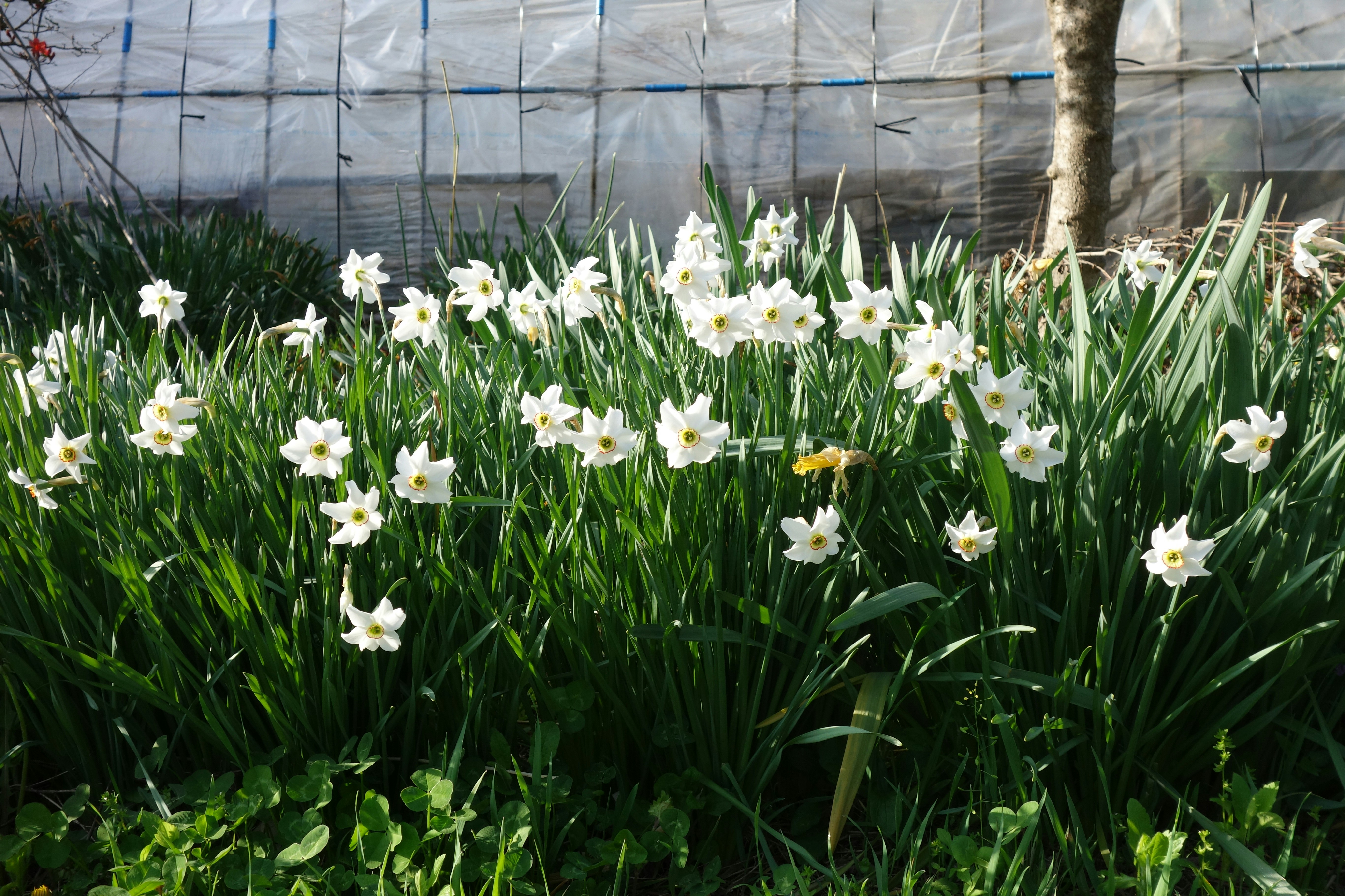 Whispering Borders: A Quiet Field of White Daffodils